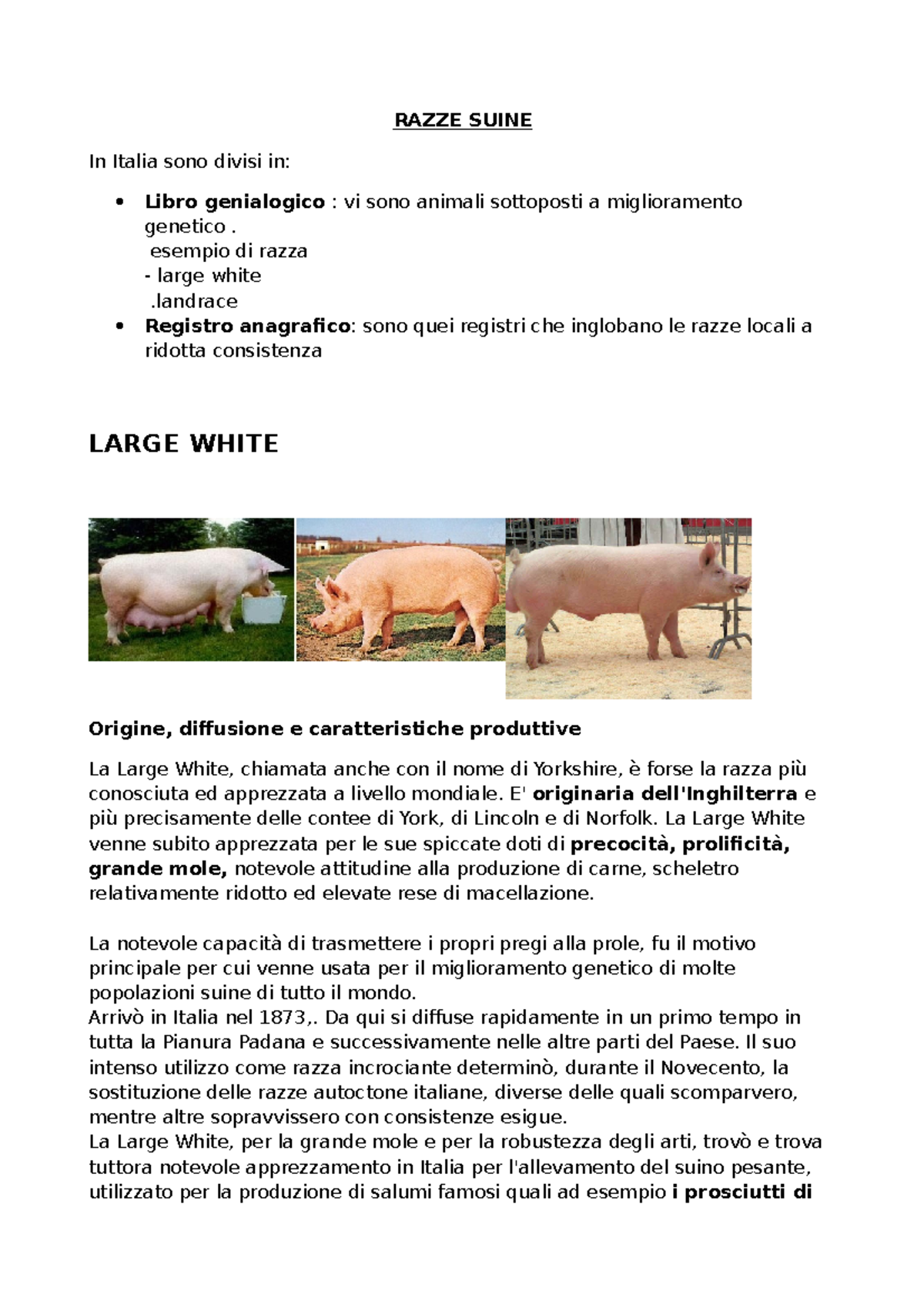 Razze Suine - RAZZE SUINE In Italia sono divisi in: Libro genialogico ...