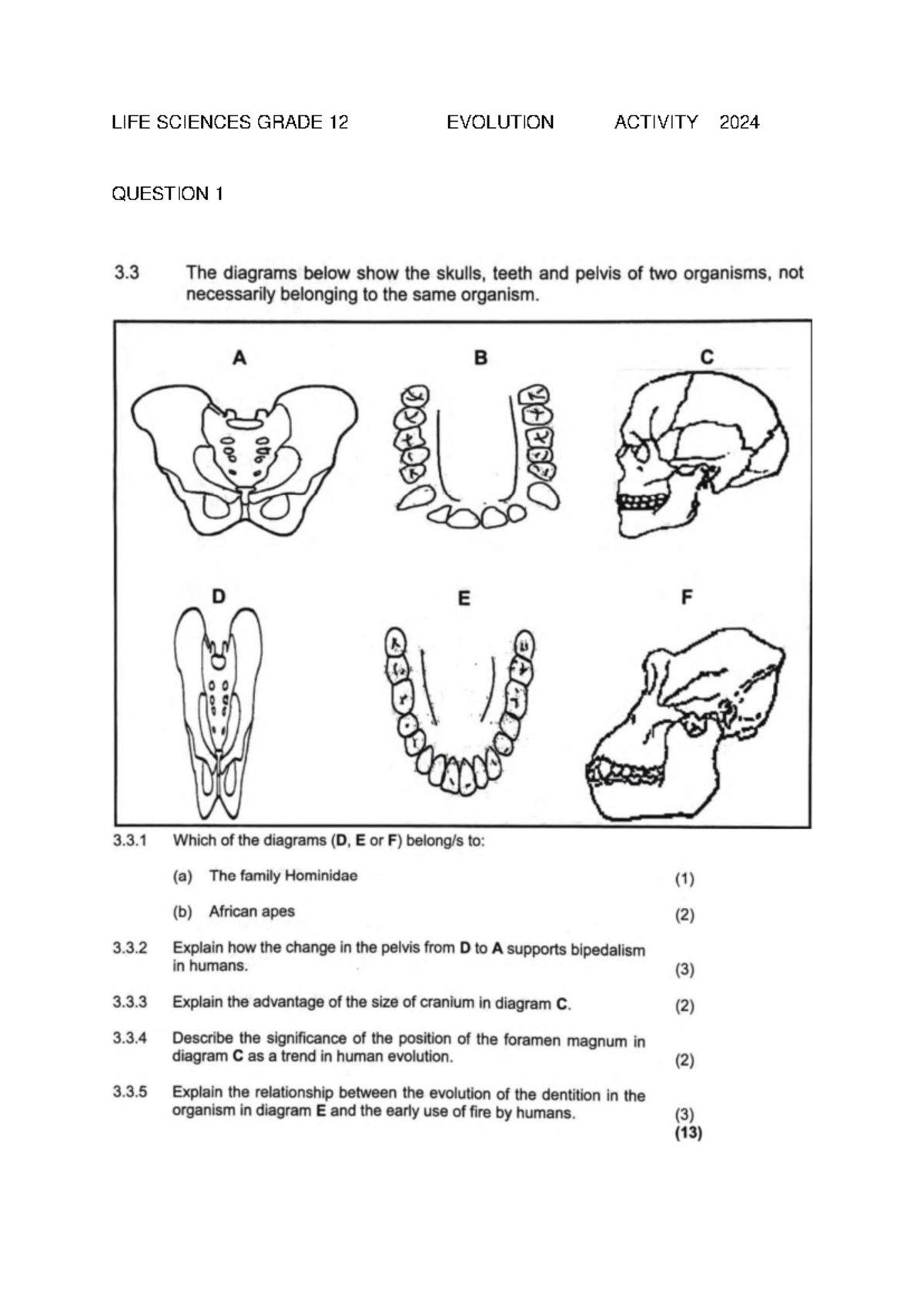 3 Evolution - LIFE SCIENCES GRADE 12 EVOLUTION ACTIVITY QUESTION - Studocu