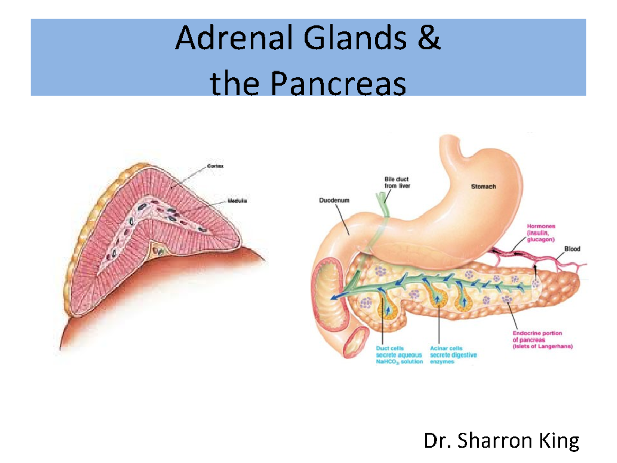 Lecture slides, lectures 19 - adrenal glands & pancreas - Adrenal ...