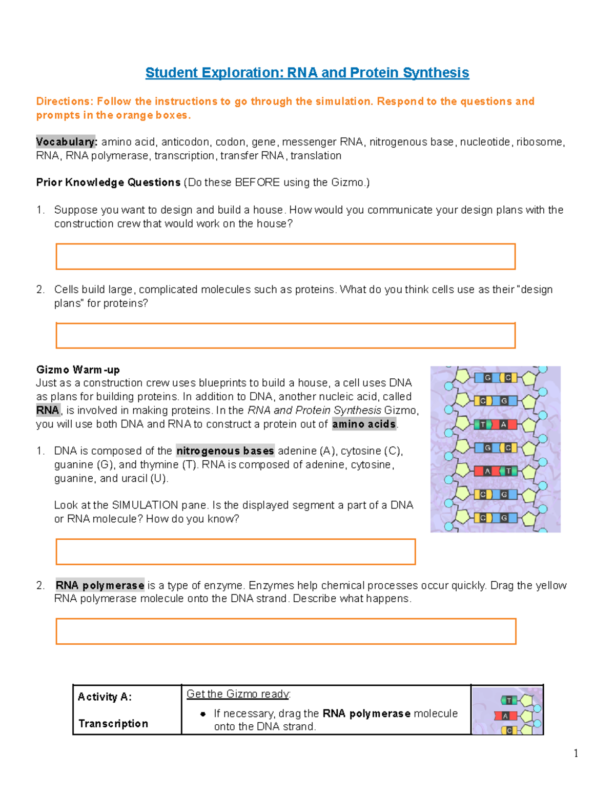 2A. RNA and Protein Synthesis Lab - Student Exploration: RNA and ...