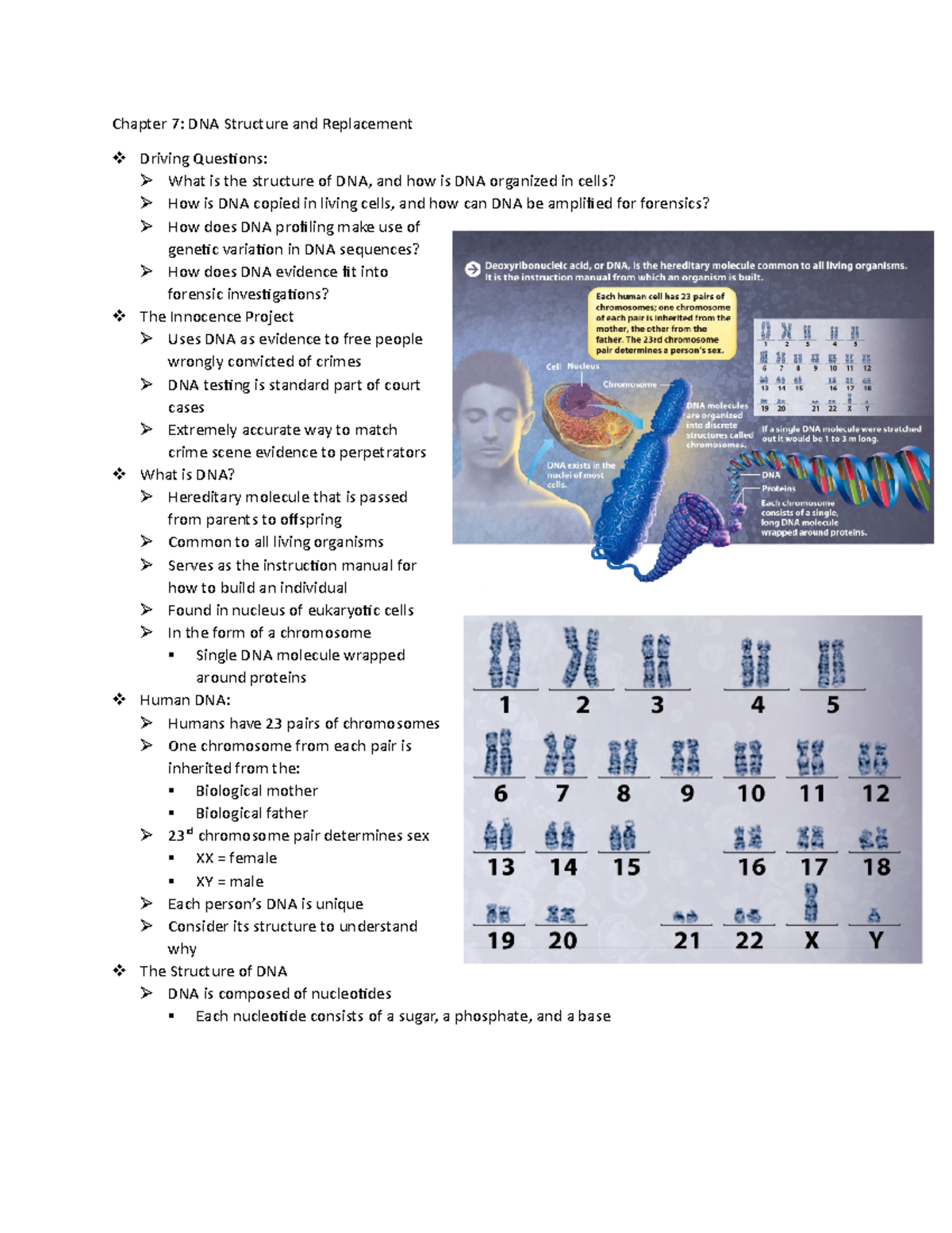 21- Chapter 7 DNA Structure and Replication - Chapter 7: DNA Structure ...