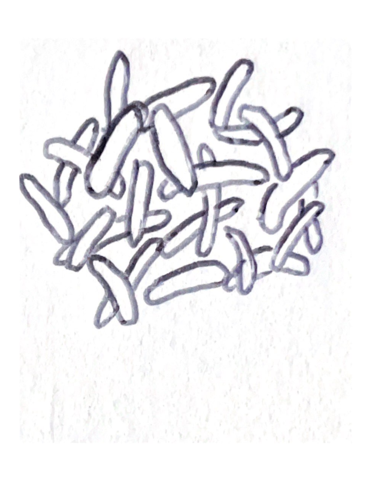 Drawing of Microbe - BL 1401 - Studocu