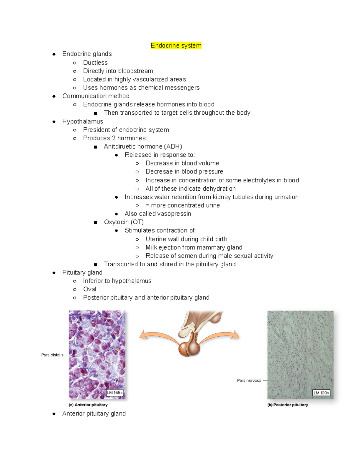 Endocrine System Notes - Endocrine system Endocrine glands Ductless ...