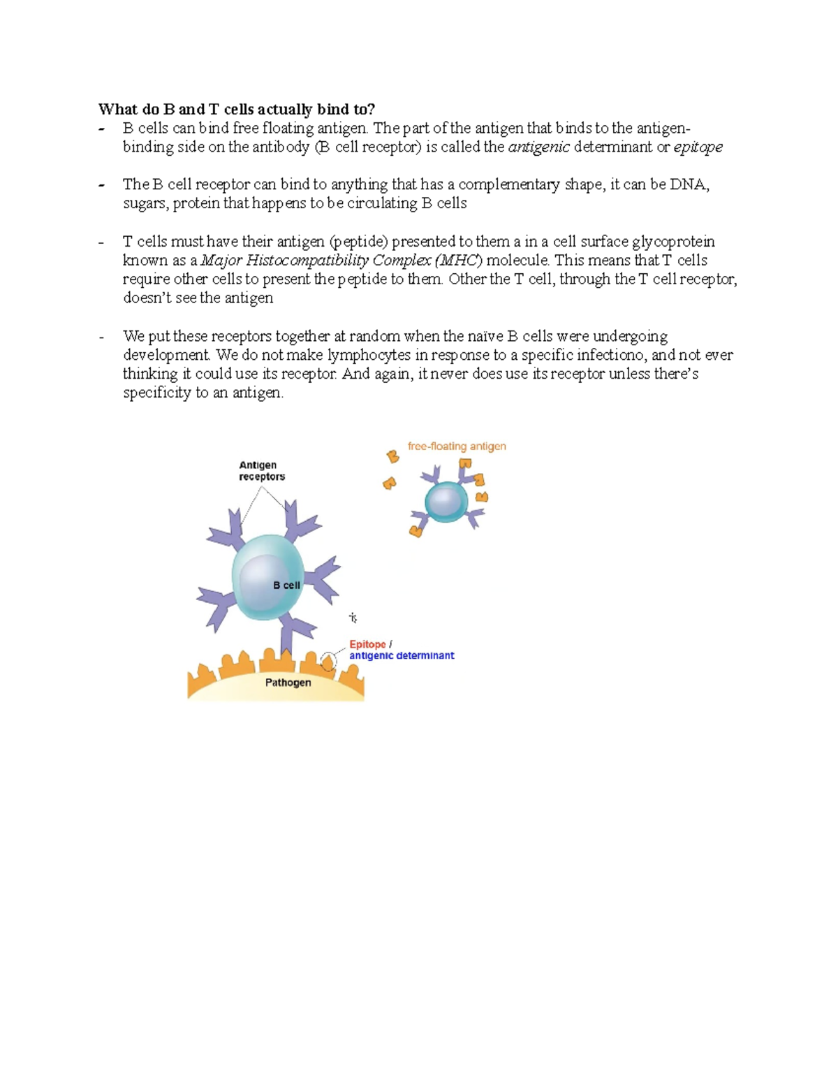 Chapter 43 - Immune System (II) - What do B and T cells actually bind ...