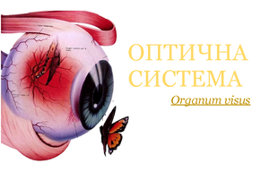 орган смаку, нюху і дотику - Орган смаку organum gustatorium ...