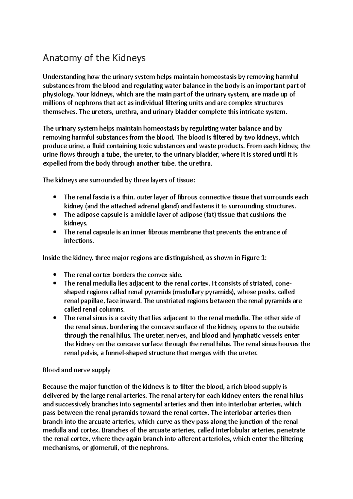 Anatomy of the kidneys - lecture notes - Anatomy of the Kidneys ...