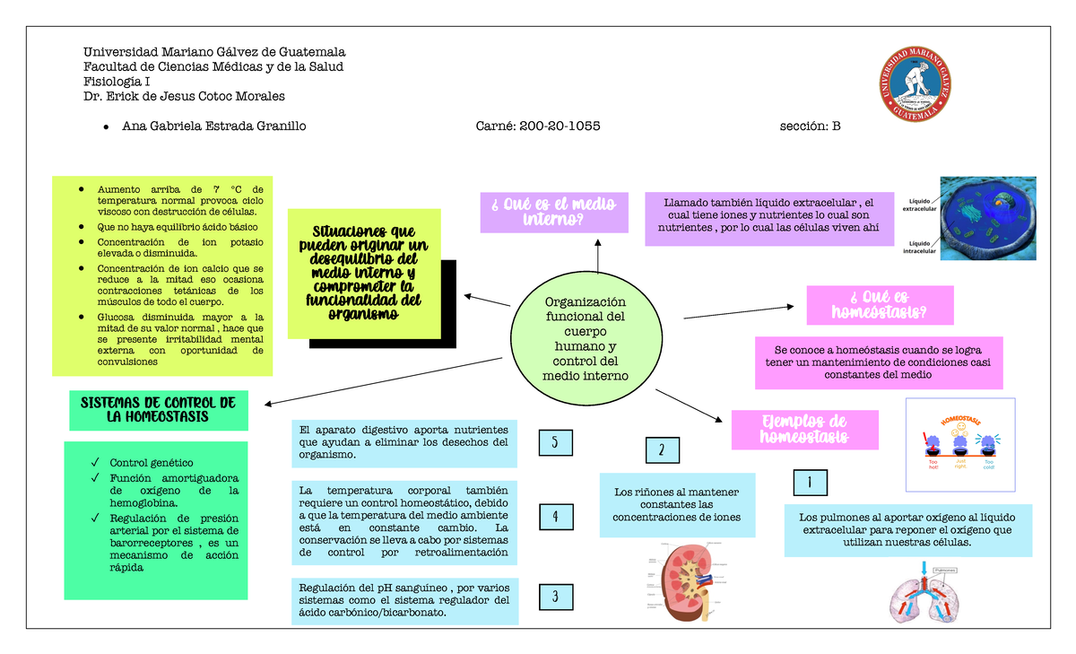 mapa sistemas fisiología - ACTIVIDAD 1 Universidad Mariano Gálvez de ...