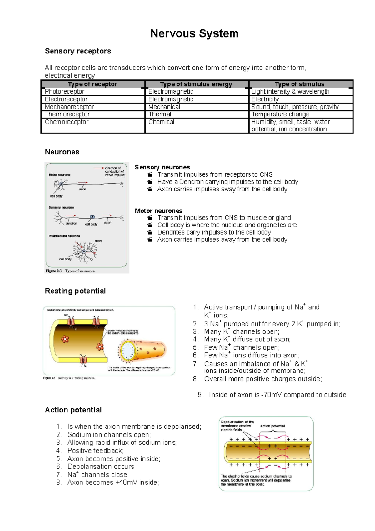 Lecuture notes on nerves - Nervous System Sensory receptors All ...