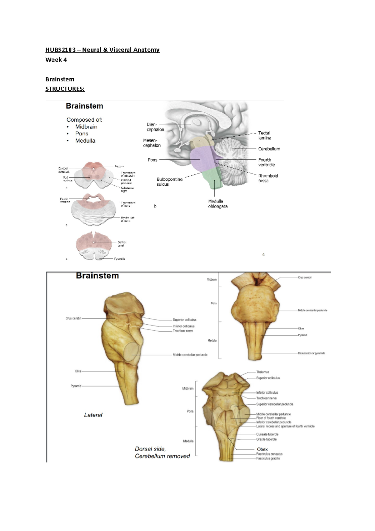 HUBS2103 Lecture Notes Wk 4 - THE Brainstem - HUBS2103 – Neural ...