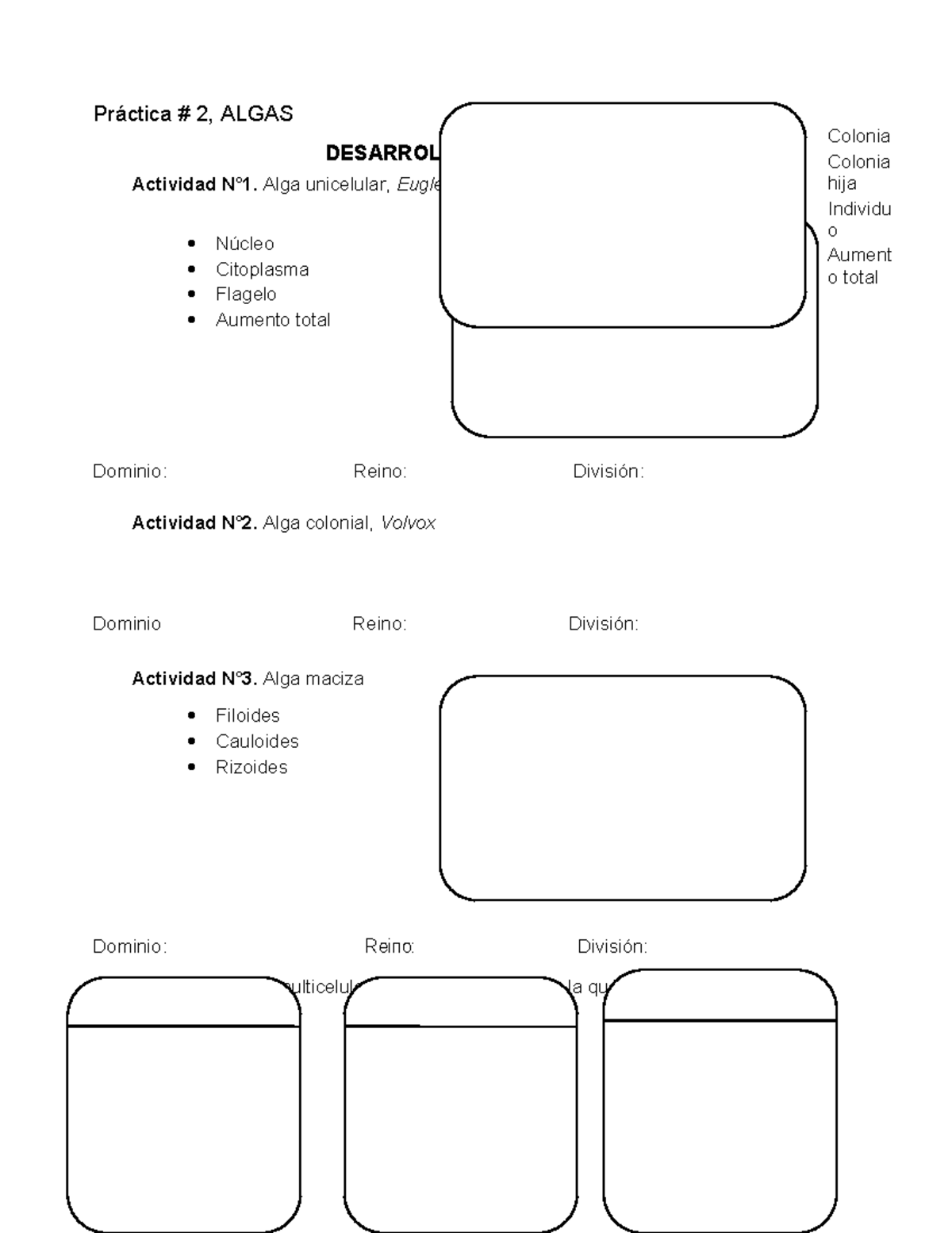 Desarrollo práctica 2 - Práctica # 2, ALGAS DESARROLLO Actividad N°1. Alga unicelular, Euglena ...