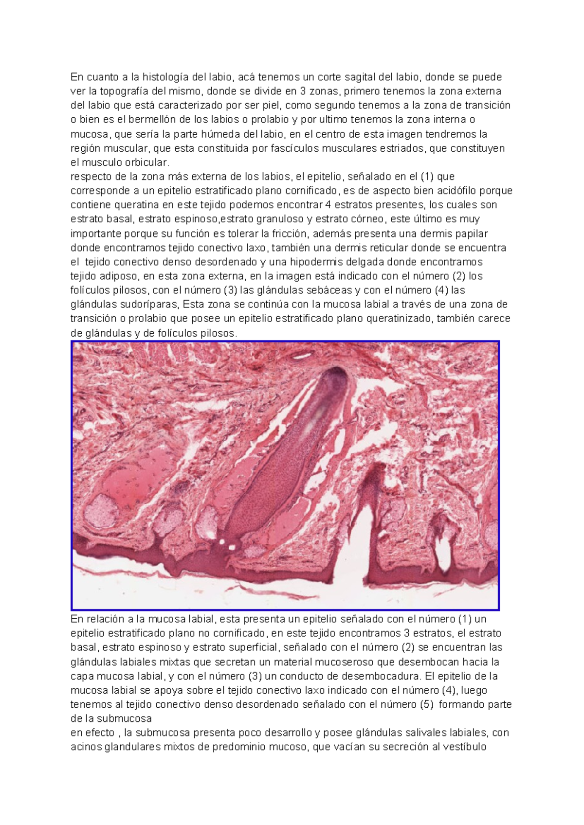 Labio - En cuanto a la histología del labio, acá tenemos un corte ...