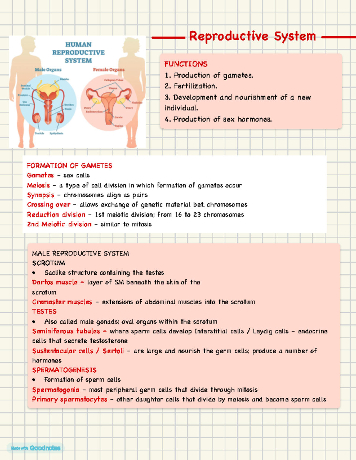 Reproductive system - notesss - Reproductive System FUNCTIONS 1 ...