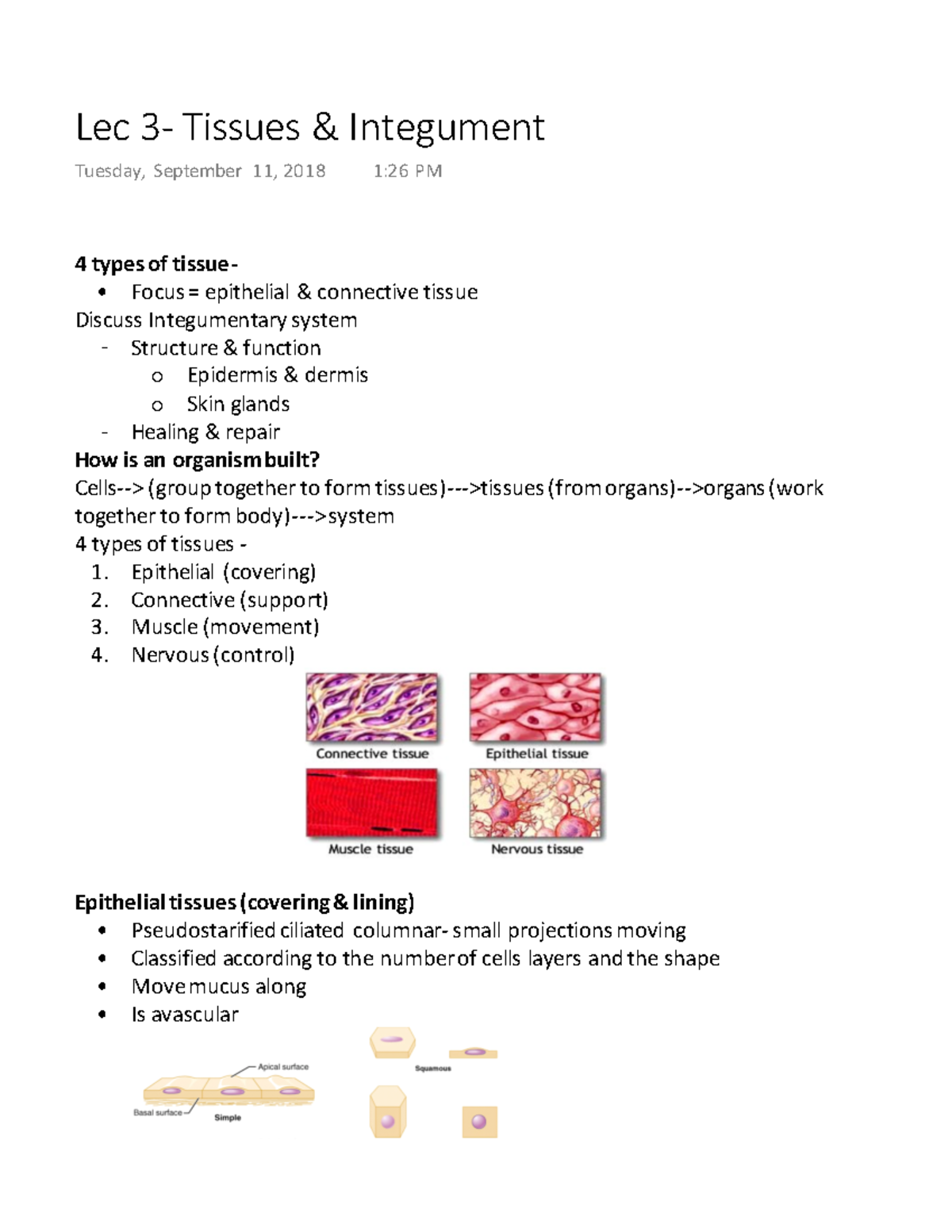 Lec 3- Tissues & Integument - Lec Tissues Integument Tuesday, September ...