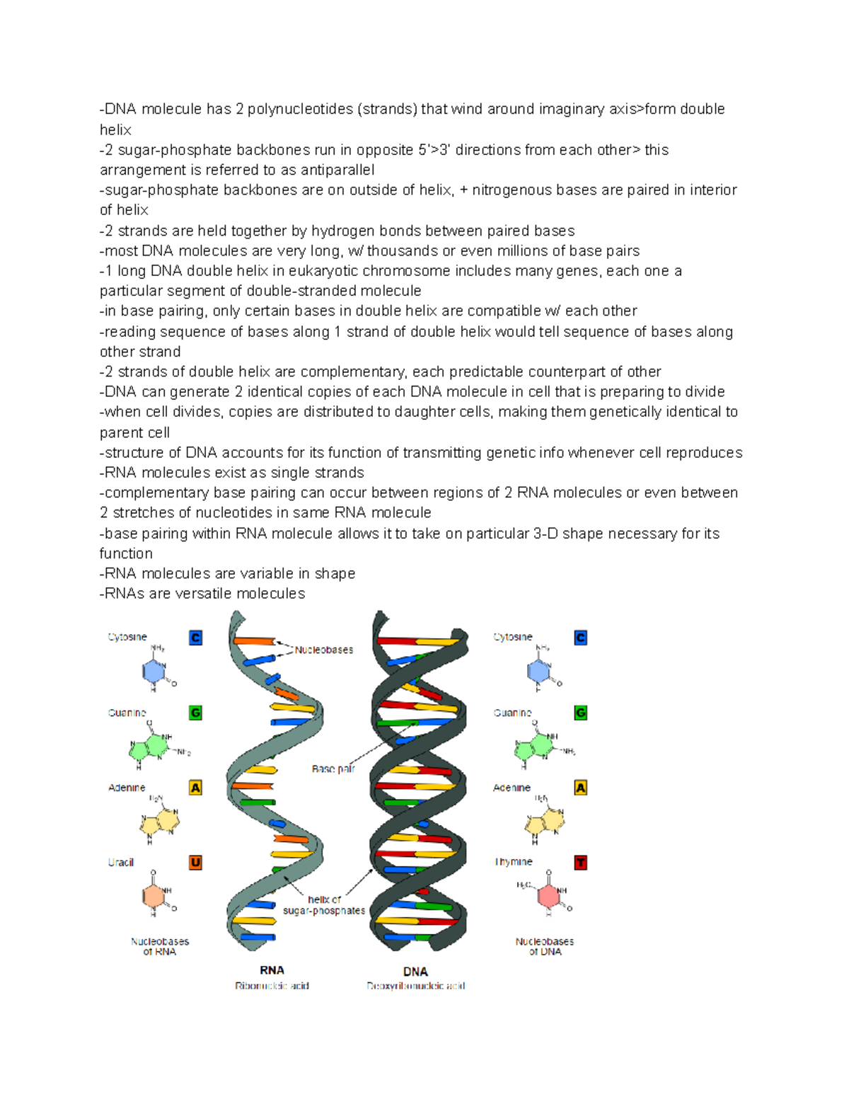 Structures of DNA and RNA molecules -DNA molecule has 2 polynucleotides ...