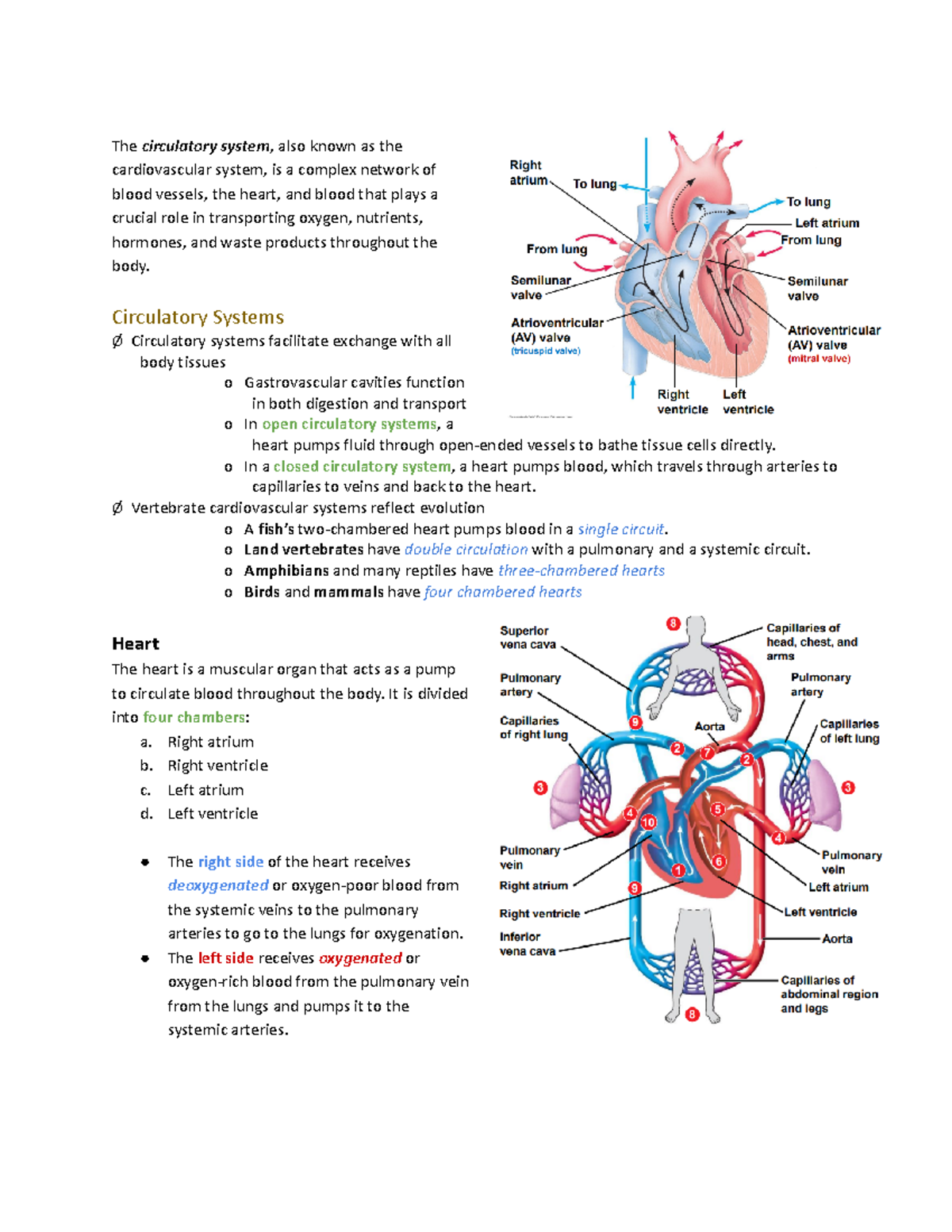 Circulation Notes - The circulatory system, also known as the ...