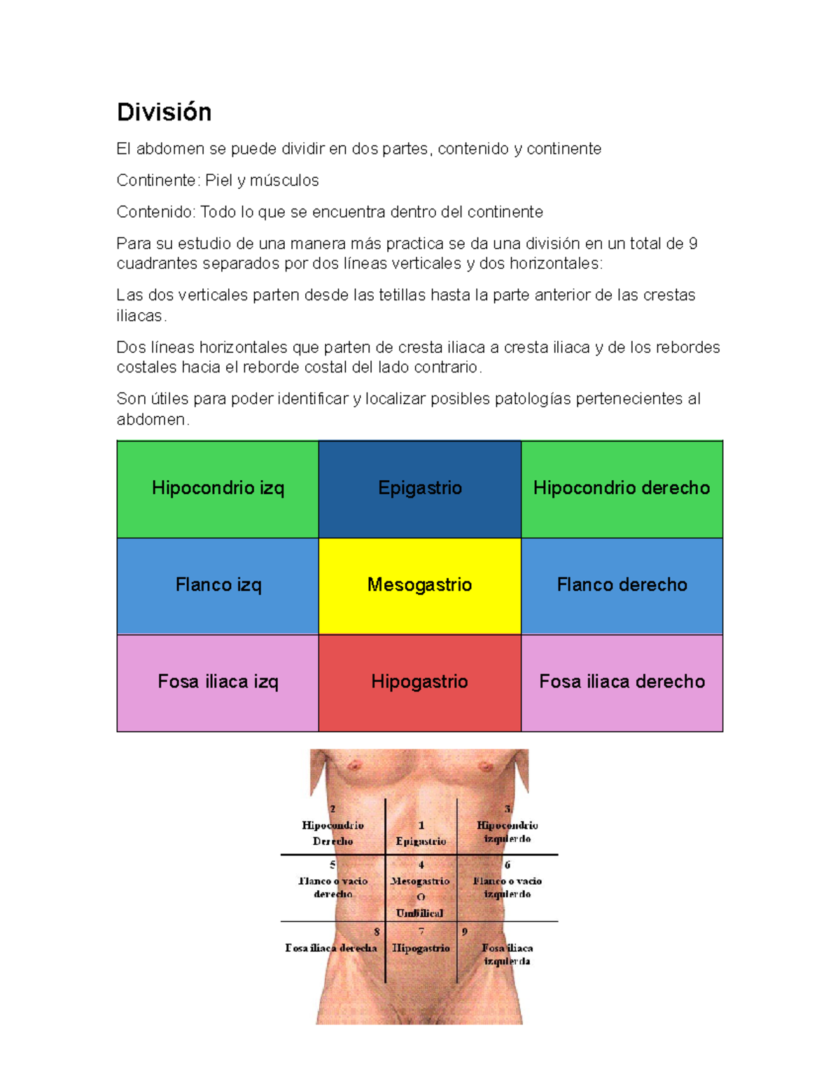 Continente abdominal - un poquito de abdomen - División El abdomen se ...