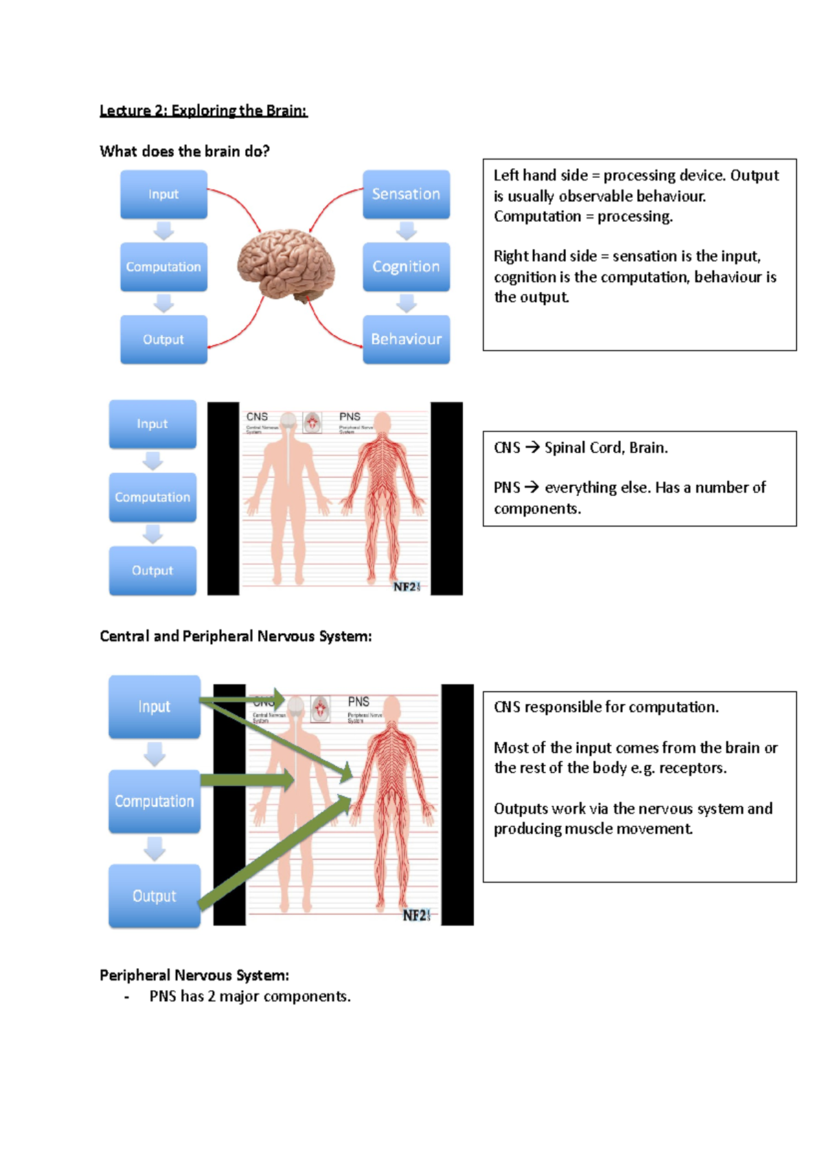 Lecture 2- Exploring the Brain - Lecture 2: Exploring the Brain: What ...