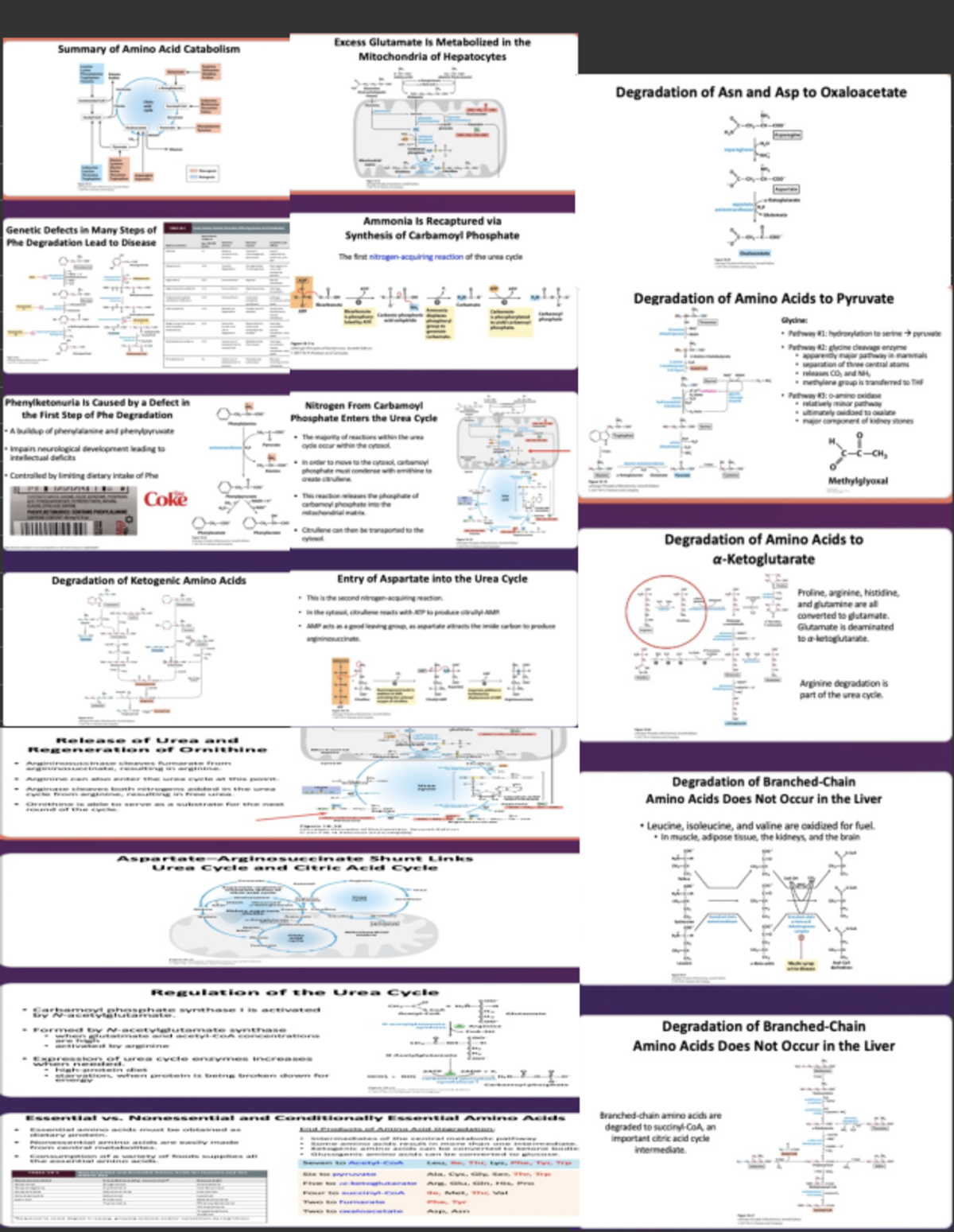 Module 10 Lesson 3 Urea Cycle and Amino Acid Catabolism - Summary of ...
