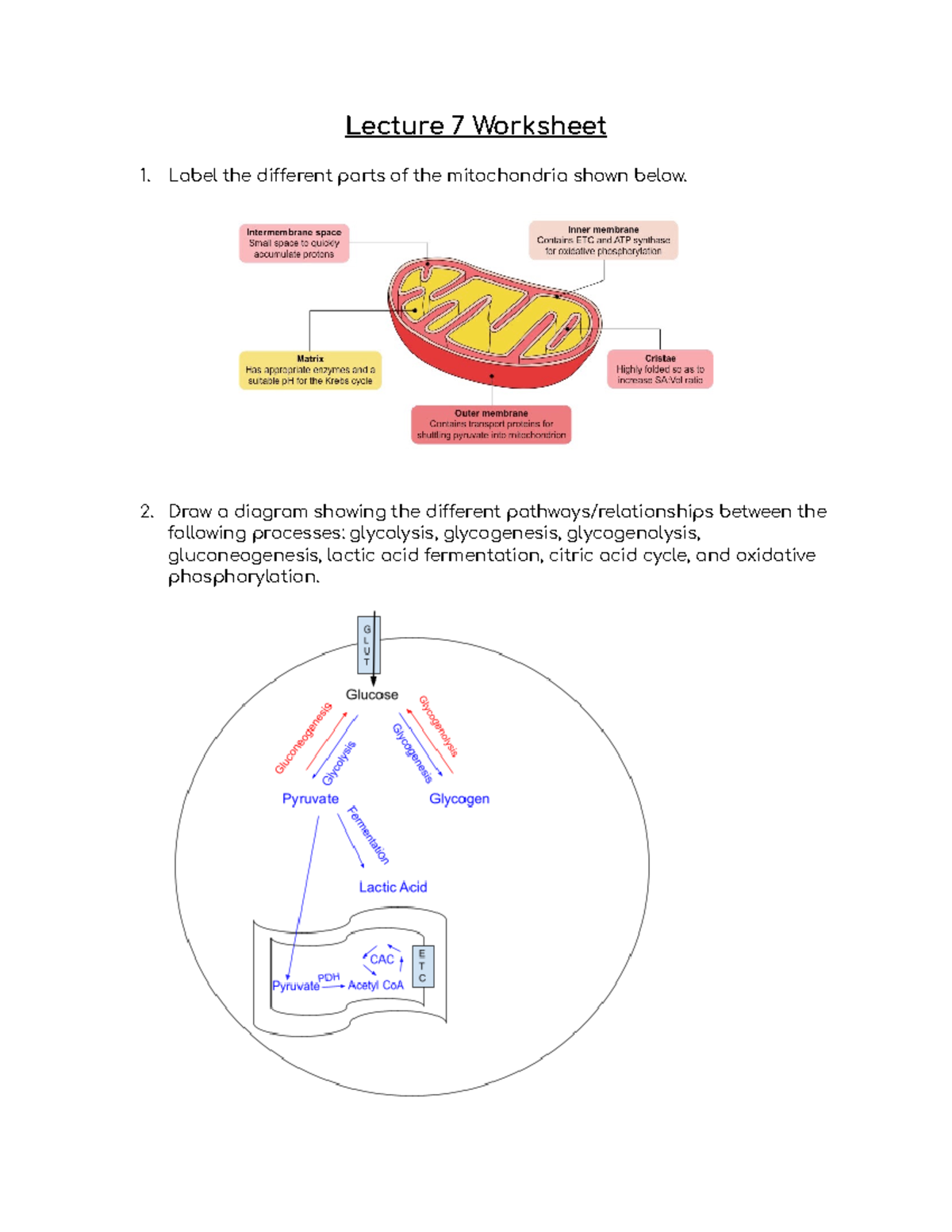 L7 Worksheet Answer Key - Lecture 7 Worksheet Label the dierent parts ...