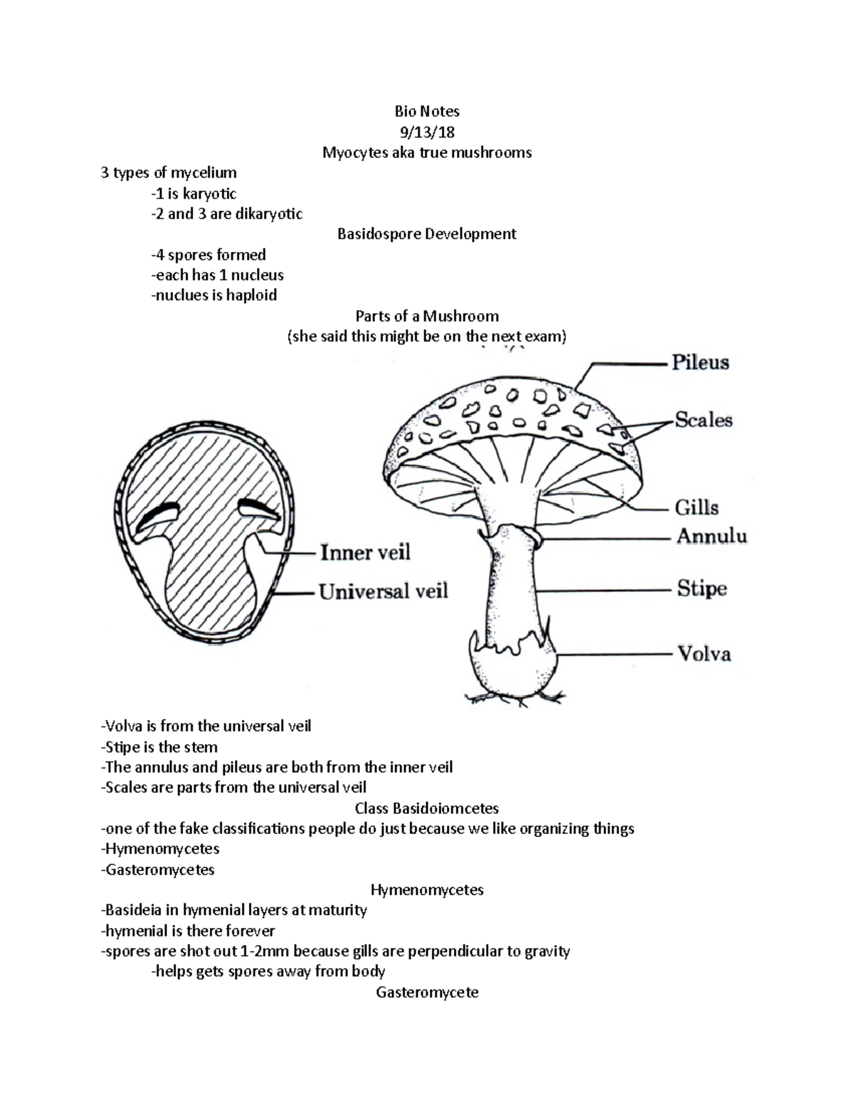 Bio Notes 6 - peebles - 3 types of mycelium is karyotic and 3 are ...