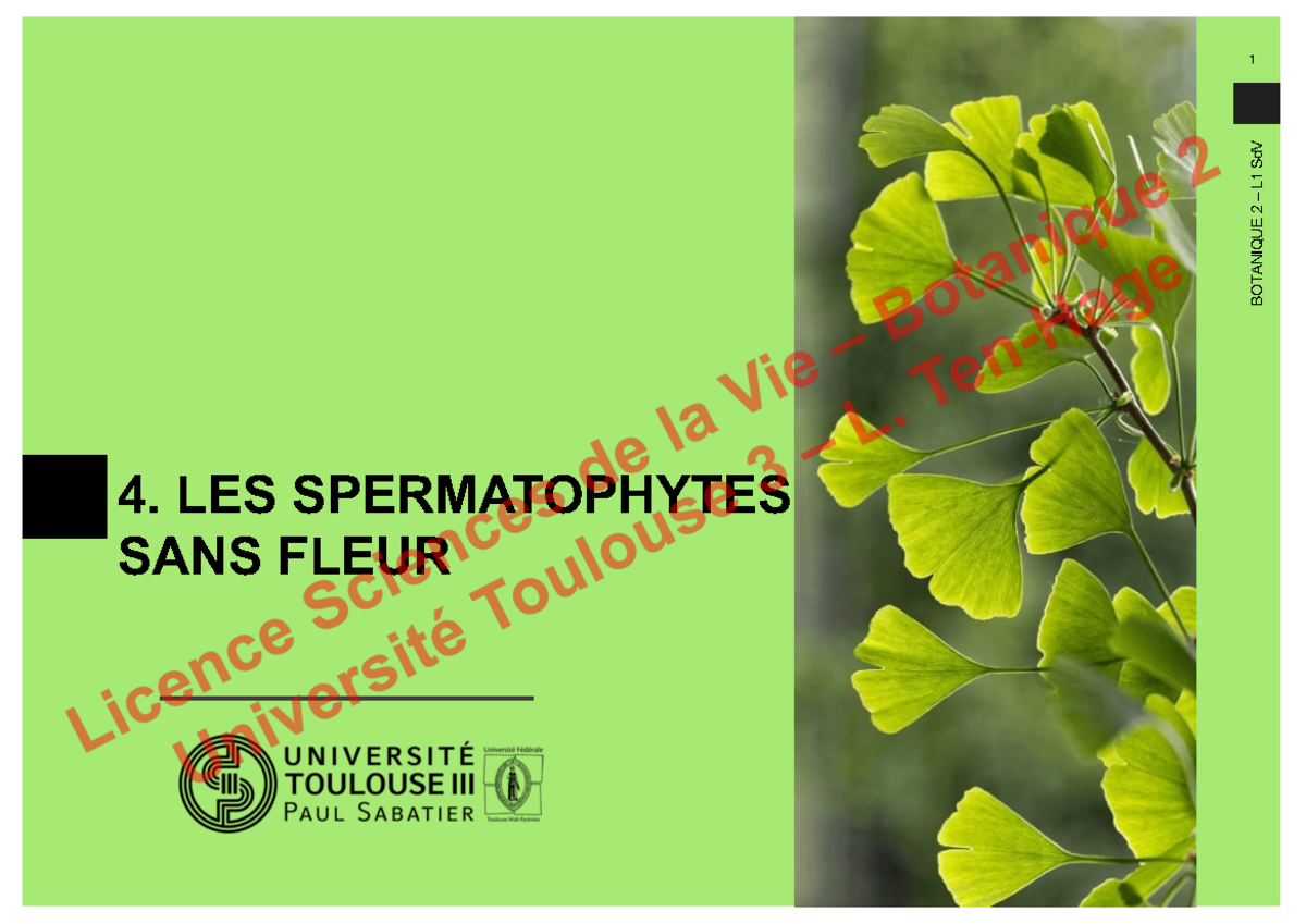 Ch 4 spermatophytes sans fleur - 4. LES SPERMATOPHYTES SANS FLEUR ...