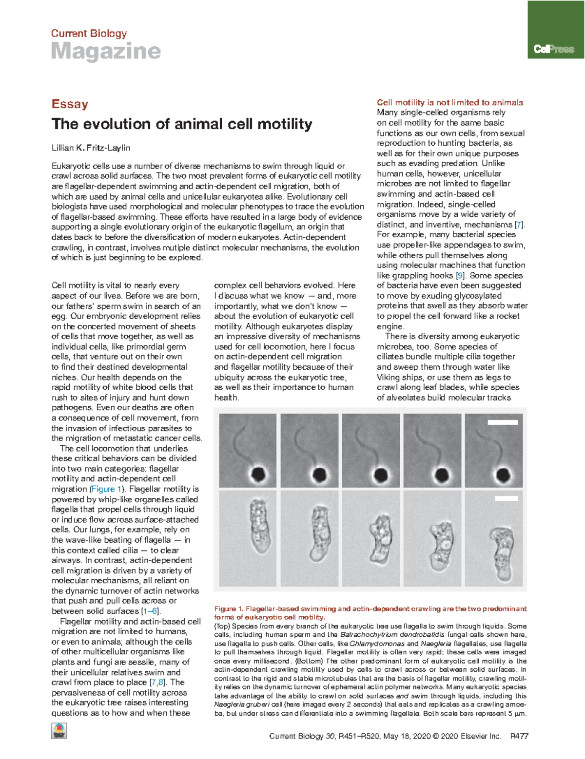 The evolution of animal cell motility - Magazine Current Biology 30 ...