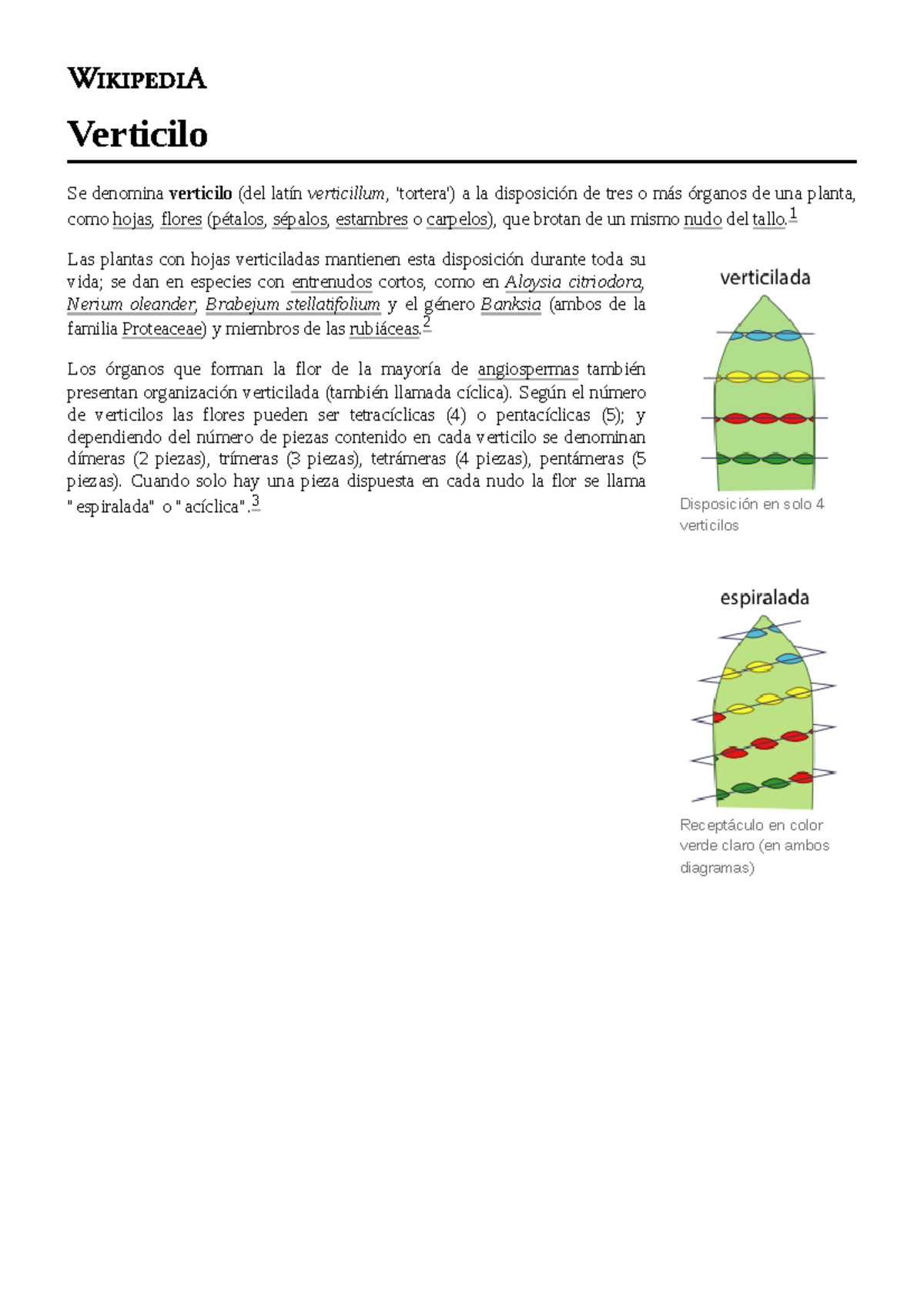 Verticilo - Disposición en solo 4 verticilos Receptáculo en color verde ...