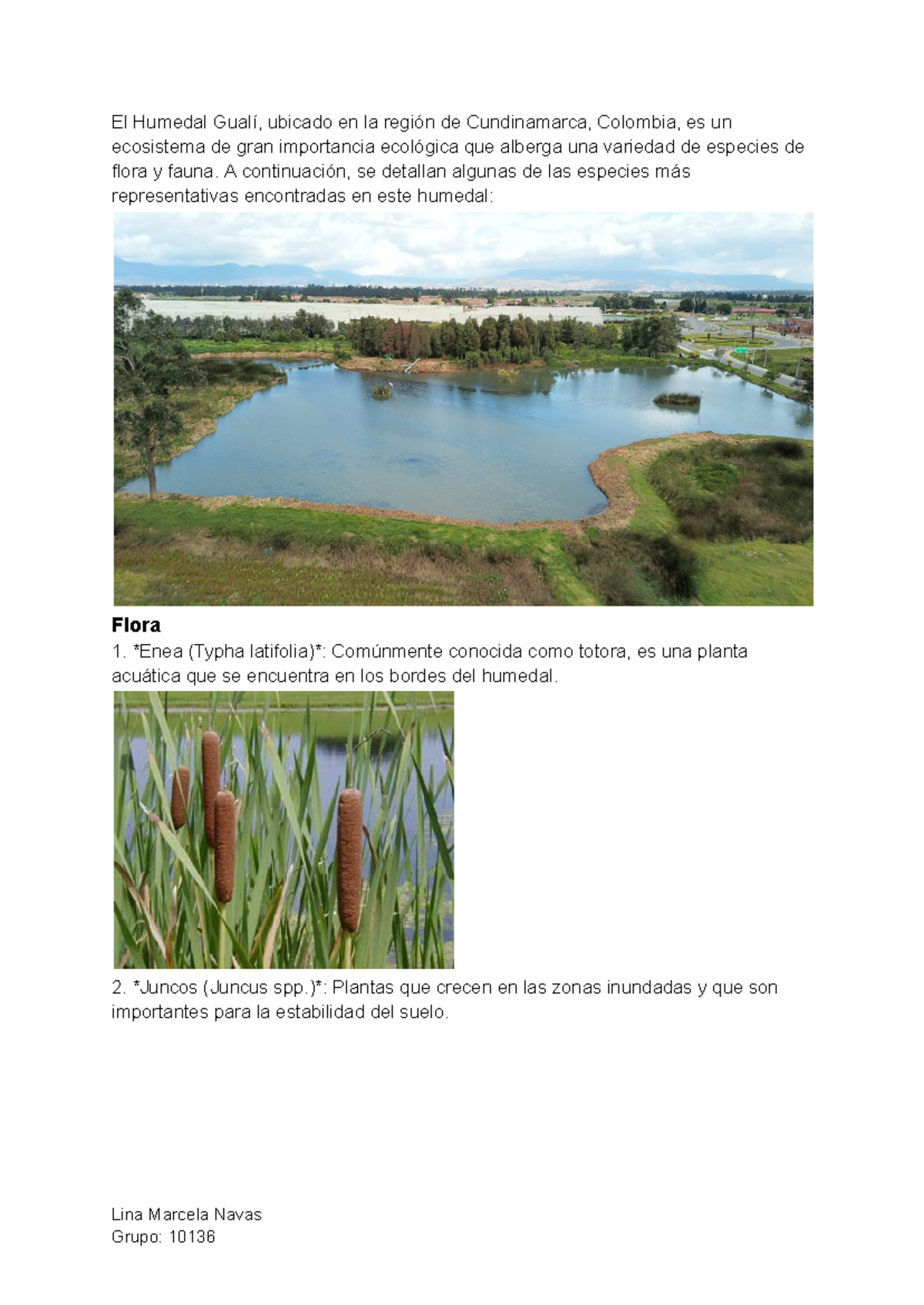 Humedal Guali - El Humedal Gualí, ubicado en la región de Cundinamarca ...