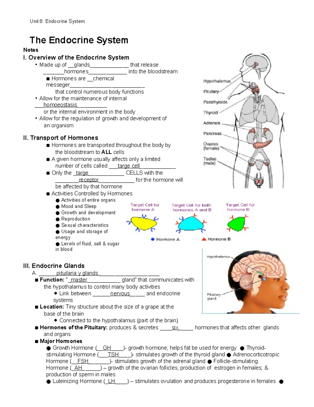 Yamilet - fundament - Unit 8: Endocrine System The Endocrine System ...