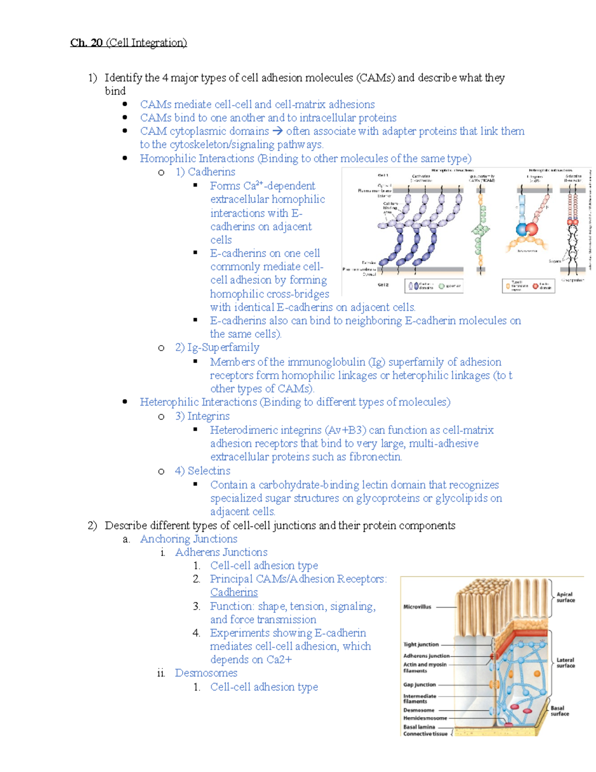 20 - Notes on Cell Integration - Identify the 4 major types of cell ...