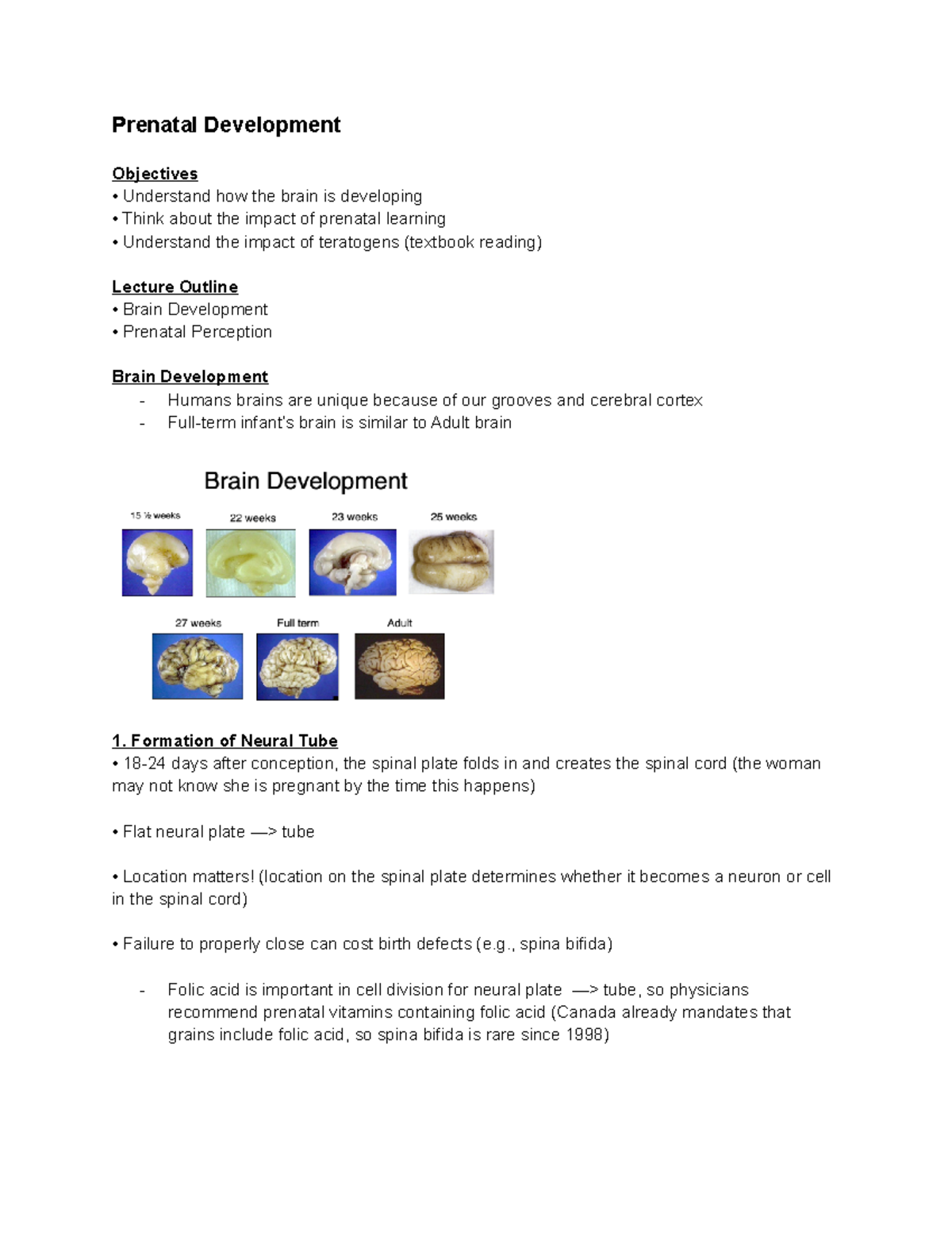 4 Prenatal Development Notes - Prenatal Development Objectives ...