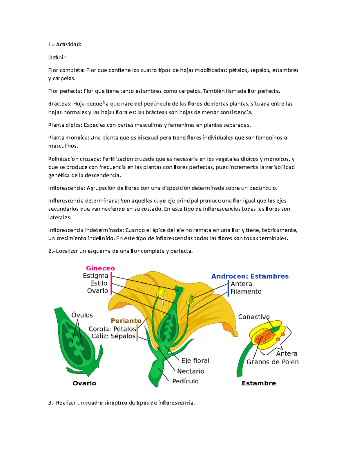 Actividad botanica - 1.- Actividad: Definir Flor completa: Flor que ...