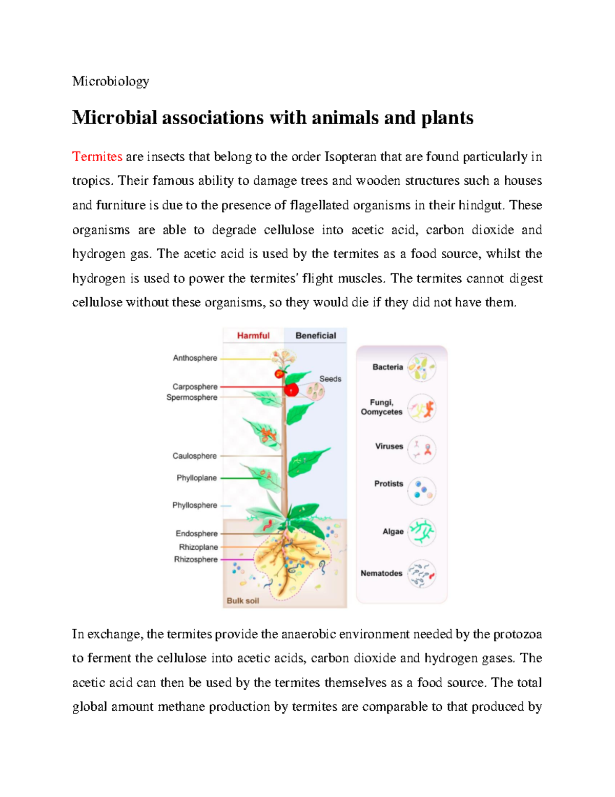 Microbial associations with animals and plants - Microbiology Microbial ...