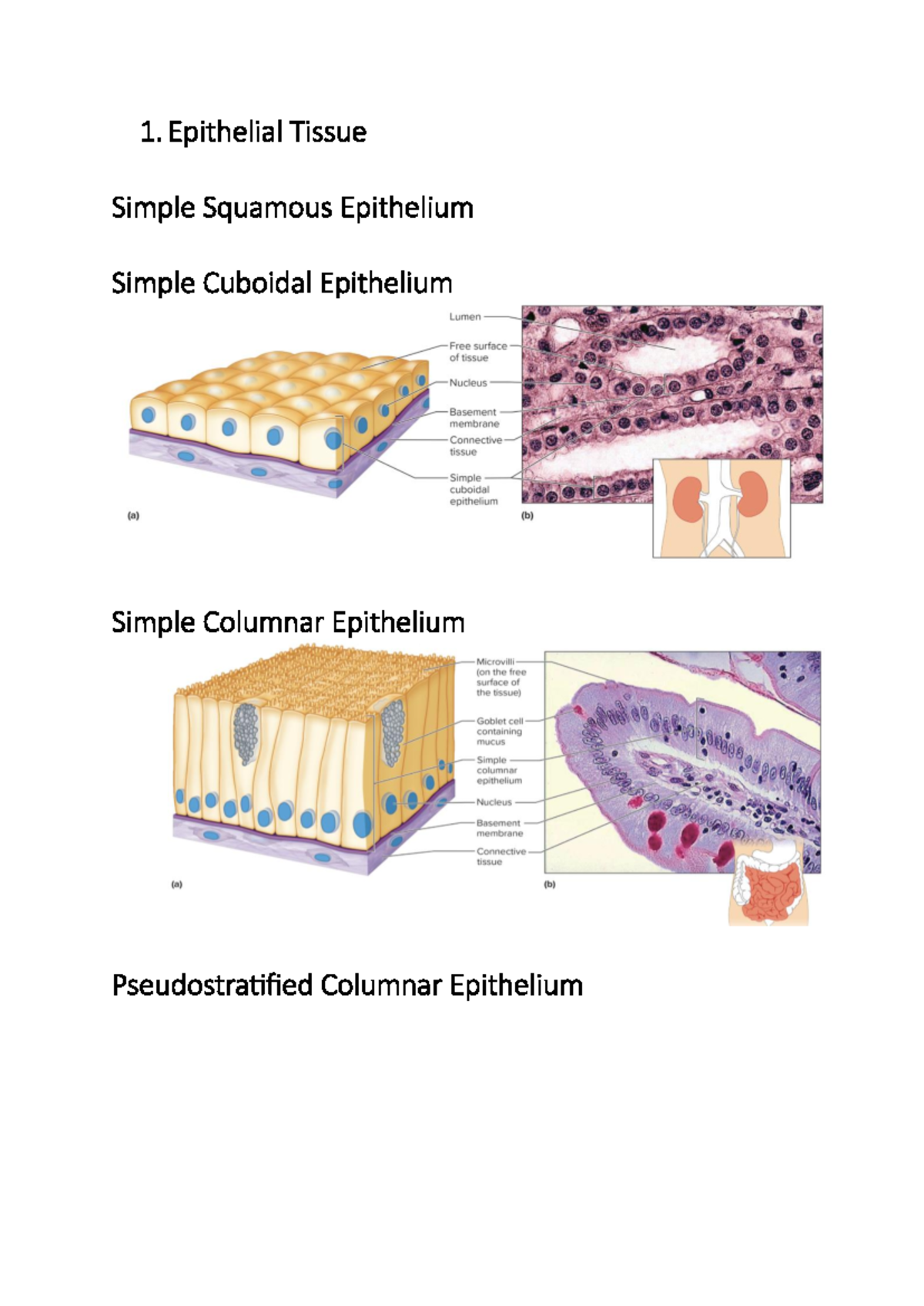 Microscopy images - BB1701 - Epithelial Tissue Simple Squamous ...