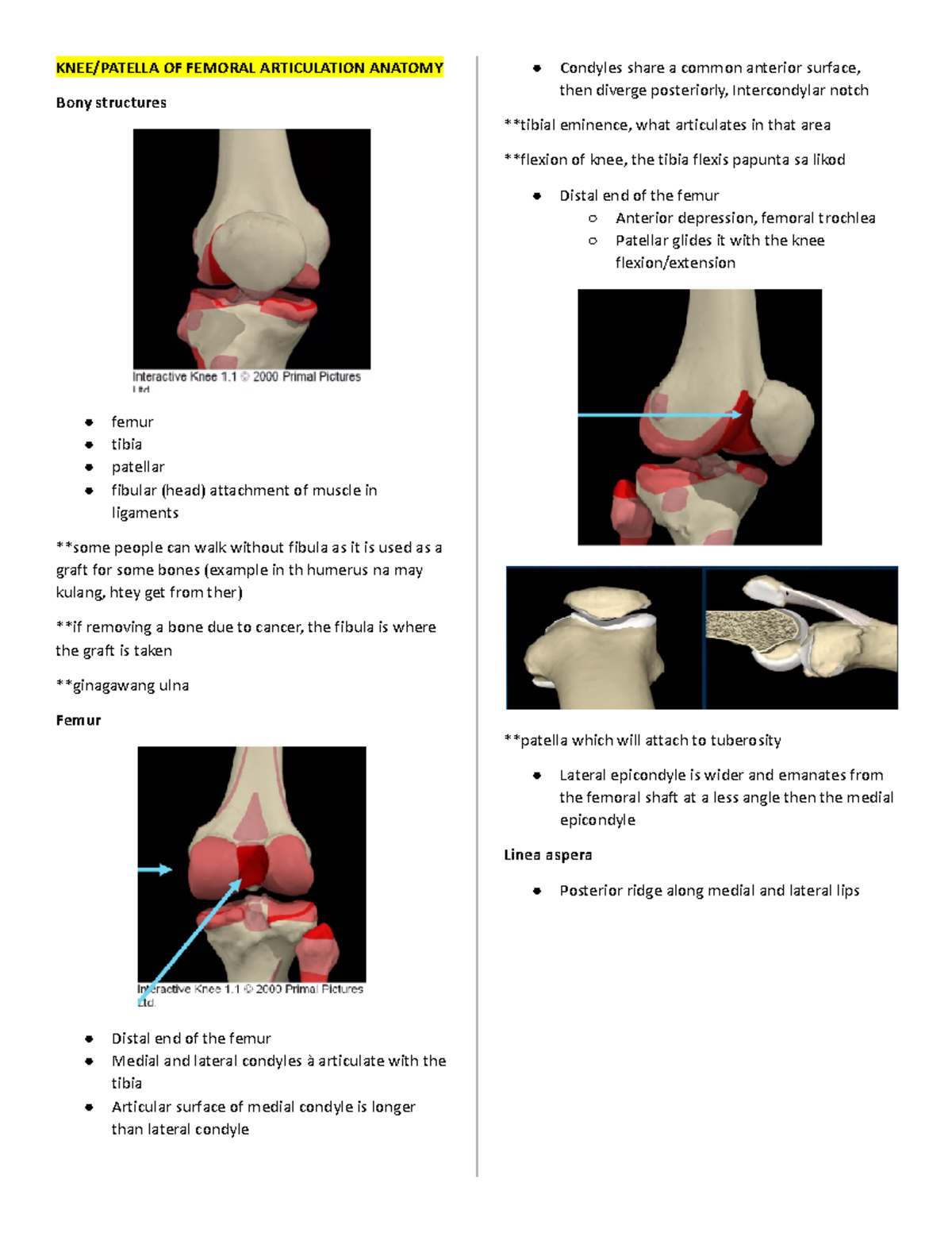 KNEE: Patella OF Femoral Articulation Anatomy - KNEE/PATELLA OF FEMORAL ...