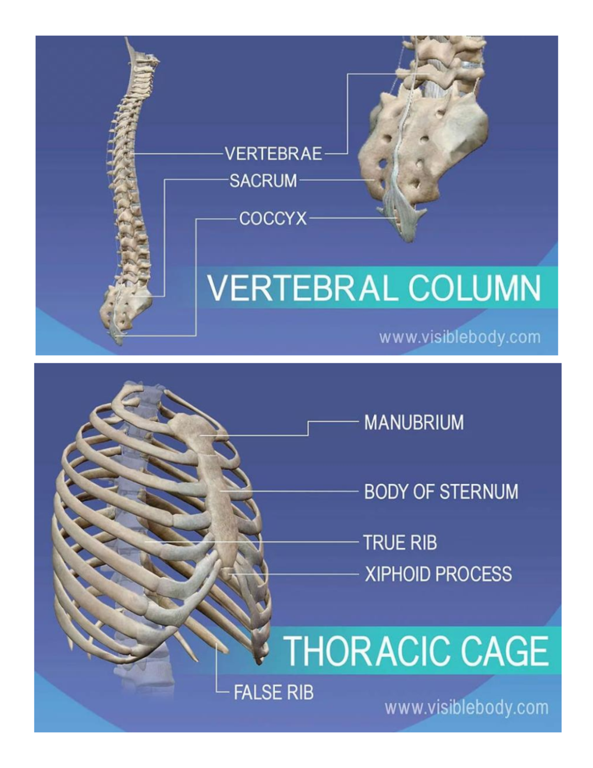 206 Adult Bones Diagram - VERTEBRAE SACRUM COCCYX VERTEBRAL COLUMN ...