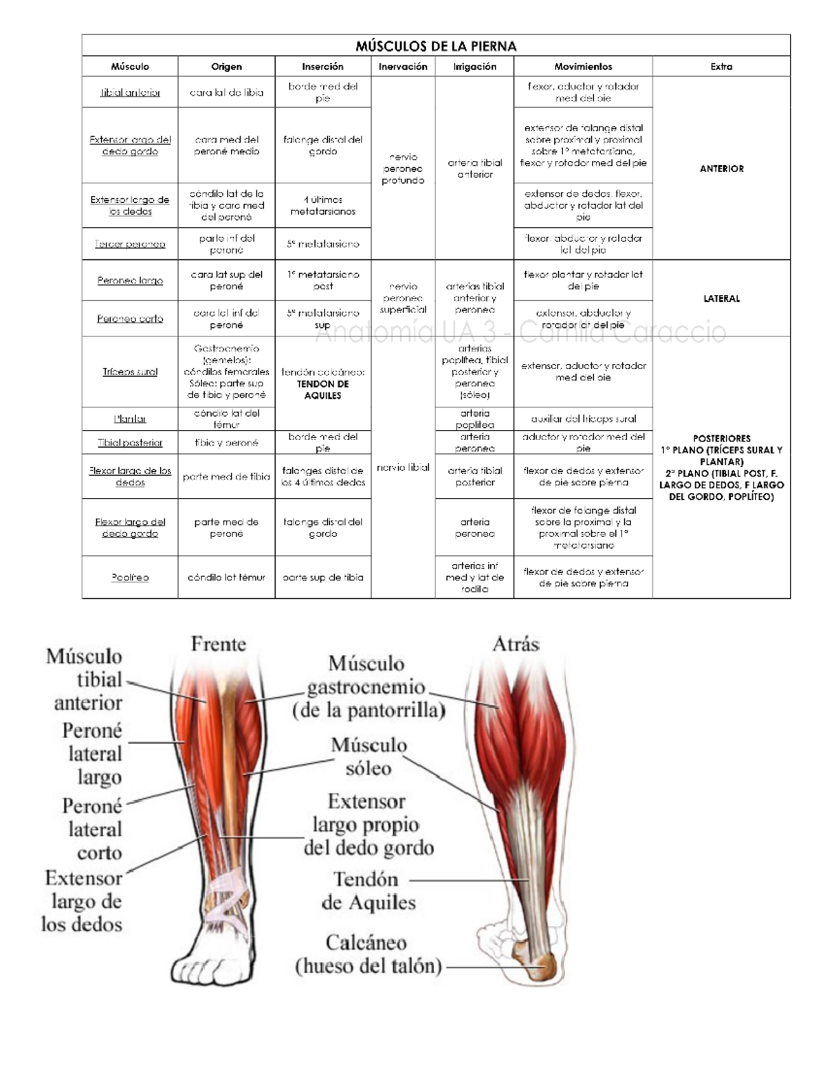 musculos y articulaciones de la pierna - Anatomia - Studocu