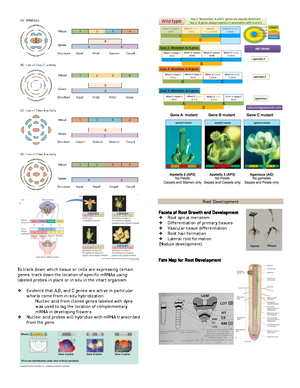 Endosperm Formation and Seed Development - Developmental Biology ...