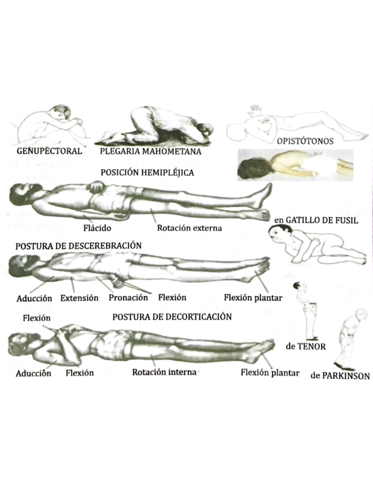 semiología iotipo y posiciones hilgado aguilar david A.2021 ...