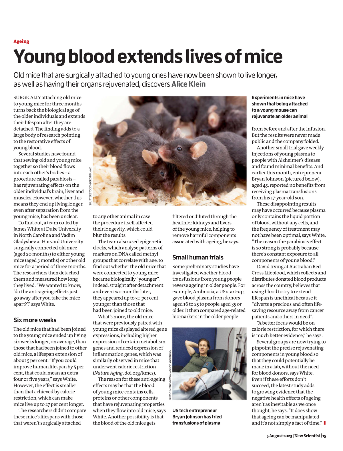 6.Young blood extends lives of mice - 5 August 2023 | New Scientist ...