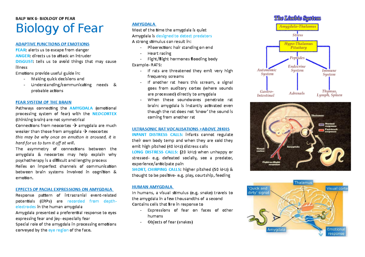 Biology of Fear - The asymmetry of connections between the amygdala ...