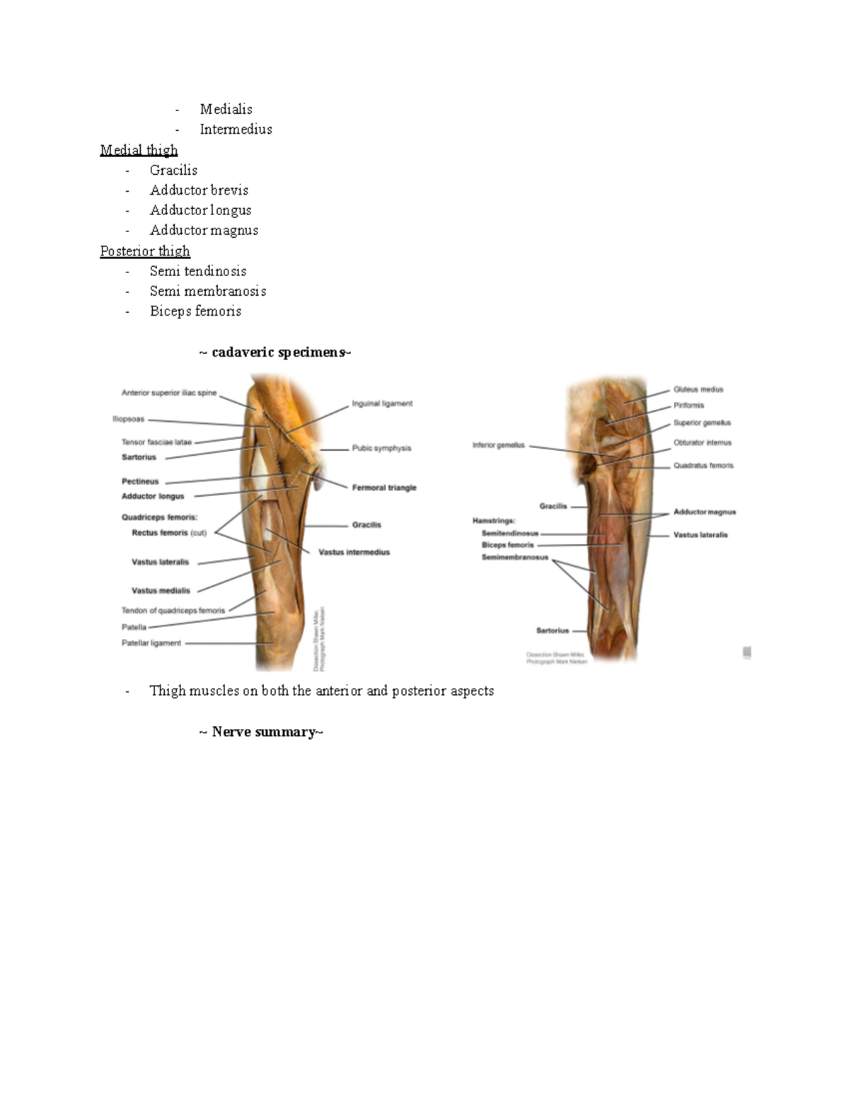Anatomy 3 factors contribute to Joint Stability : Mobility - Medialis ...