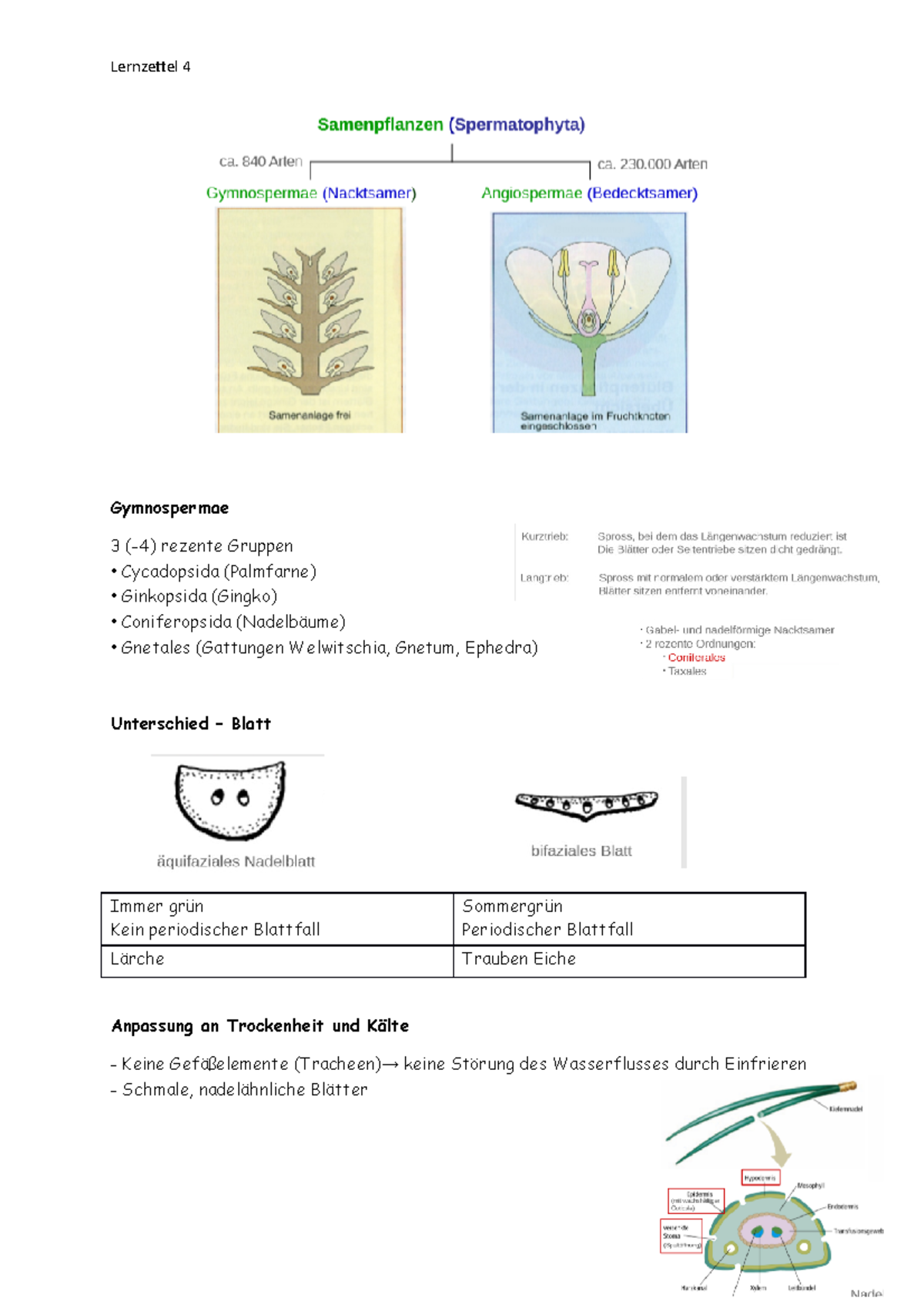 Botanik 4; Samenpflanzen - Gymnospermae 3 (-4) rezente Gruppen ...