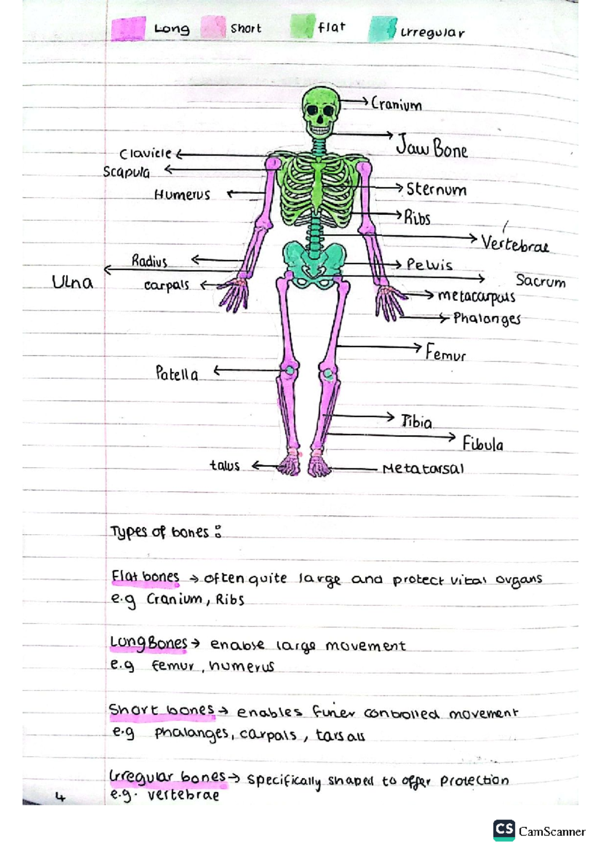 PE NOTE Bones - These are some of my PE notes i carefully wrote in my ...
