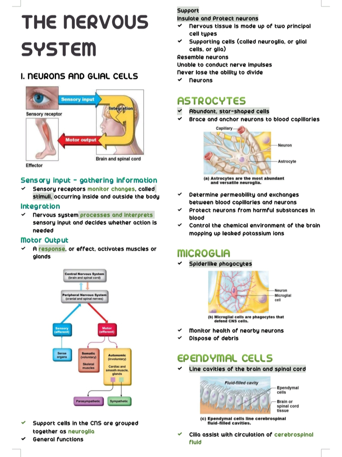 Nervous System ( Reviewer) - Anatomy and Physiology - Studocu