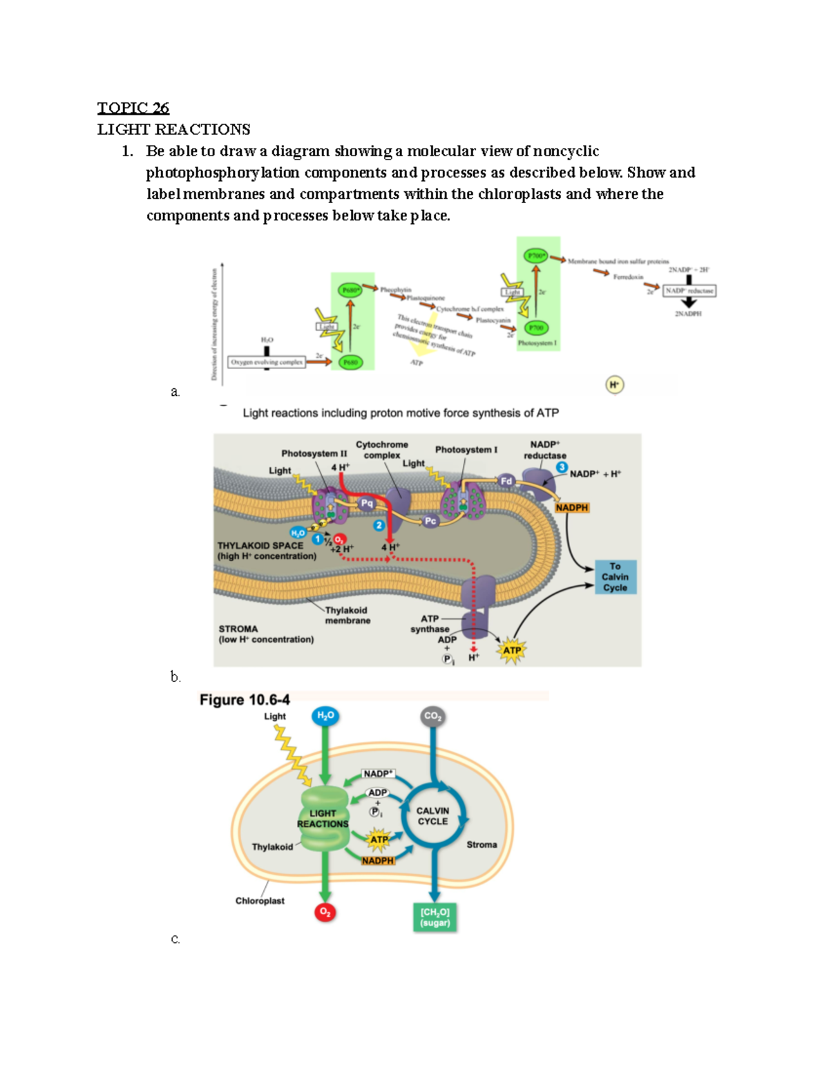 Topic 26 for Exam 3 - BSCI1510 - Vandy - Studocu
