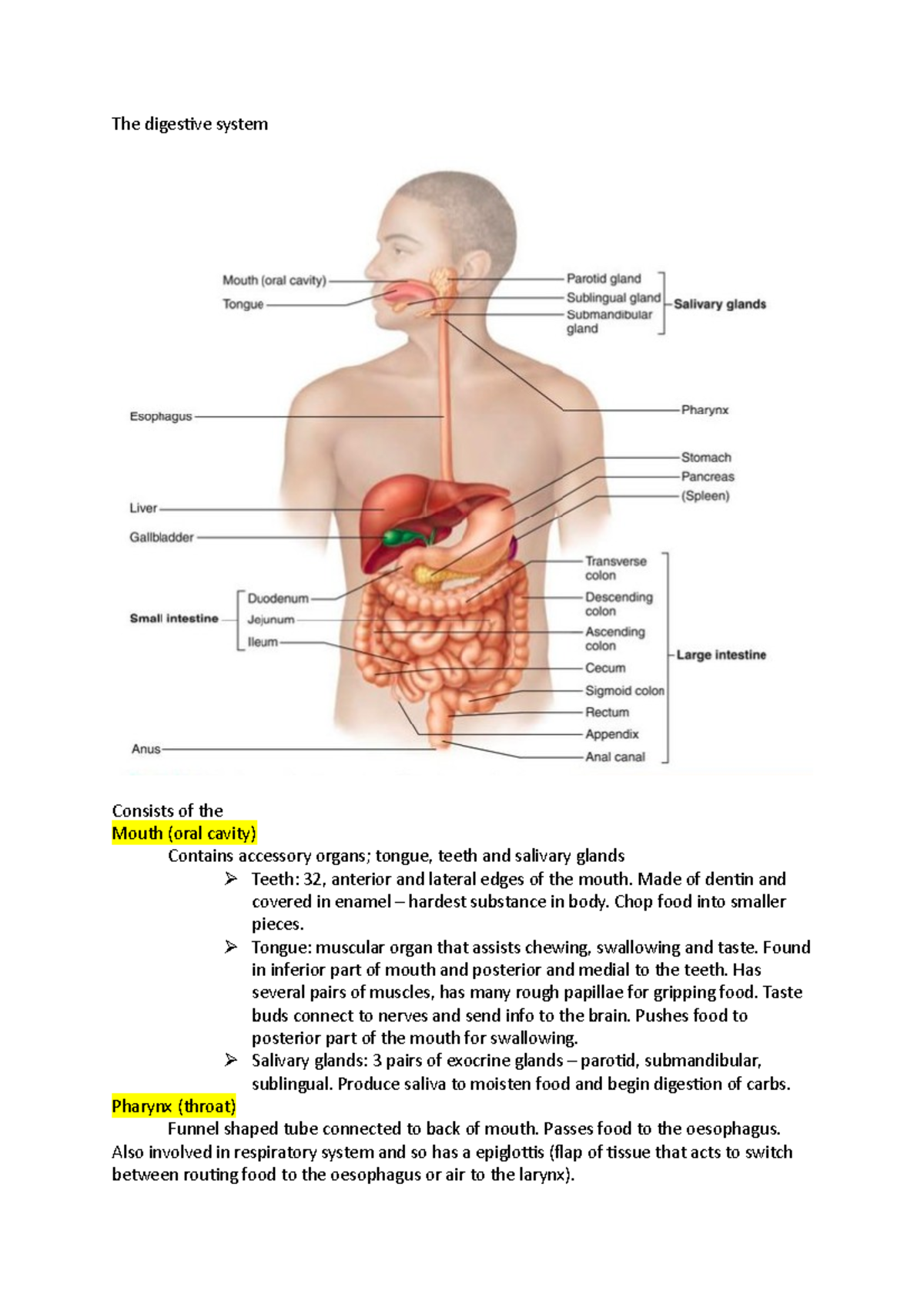 The digestive system - notes - The digestive system Consists of the ...