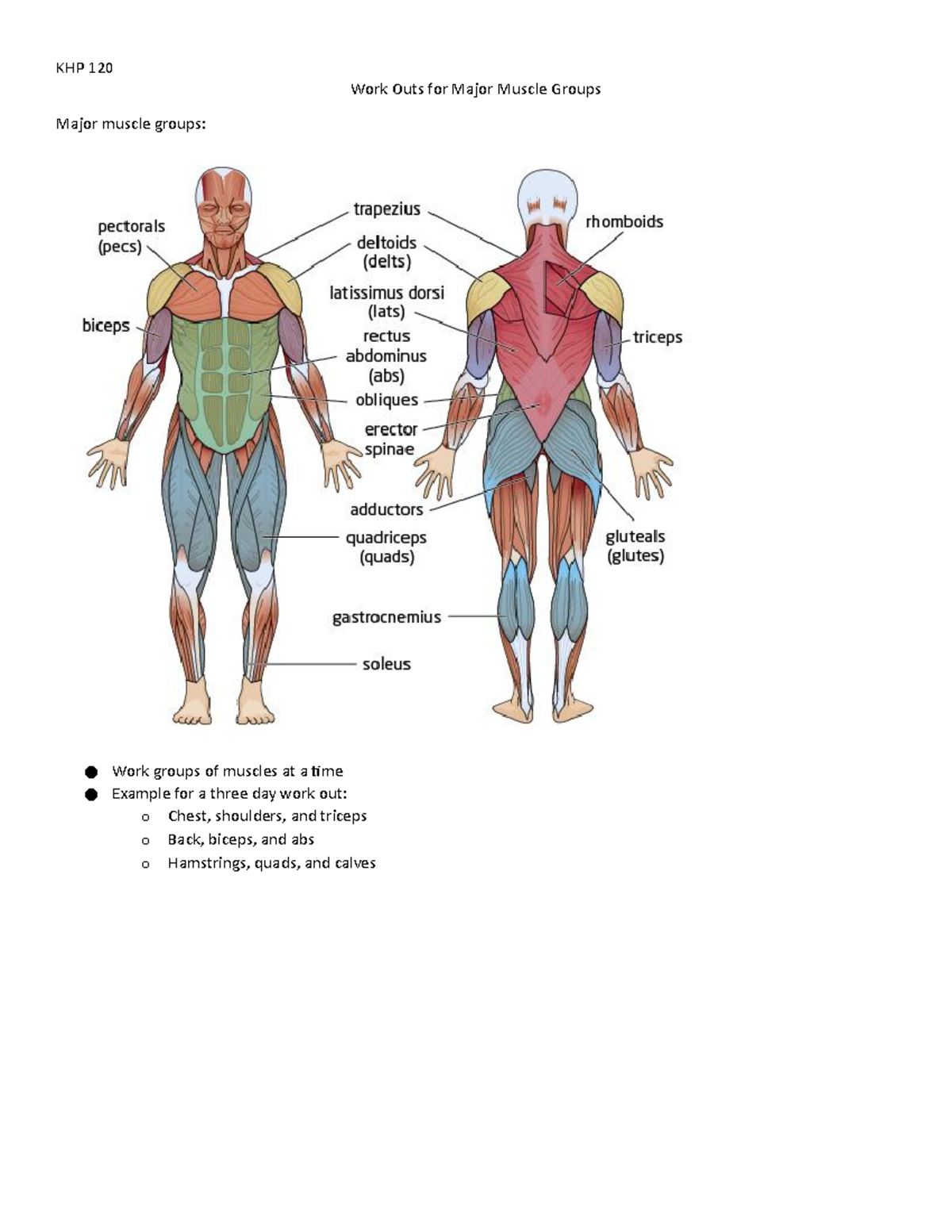 9-5+Work+Outs+for+Major+Muscle+Groups - KHP 120 Work Outs for Major ...