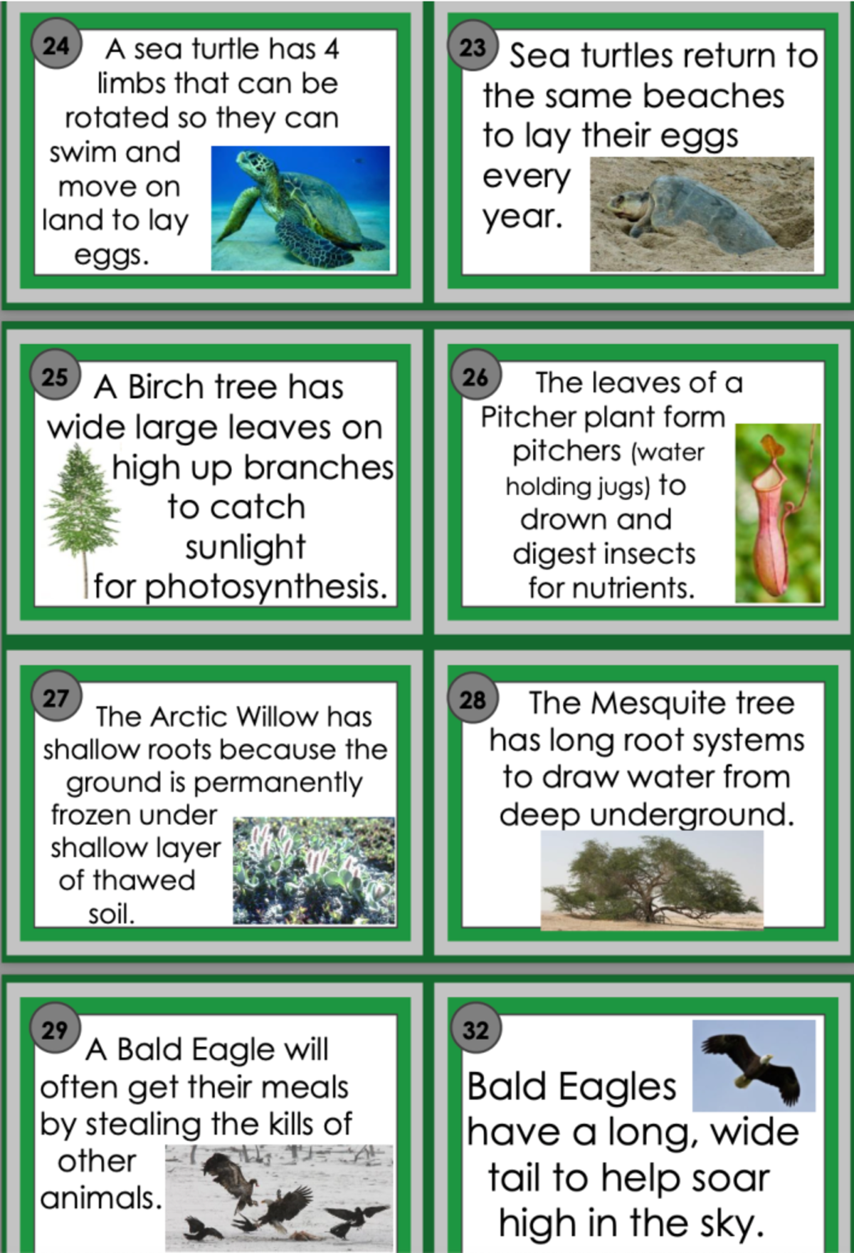 Card sort: Behavioral and structural part 1 - 24 A sea turtle has 4 23 ...