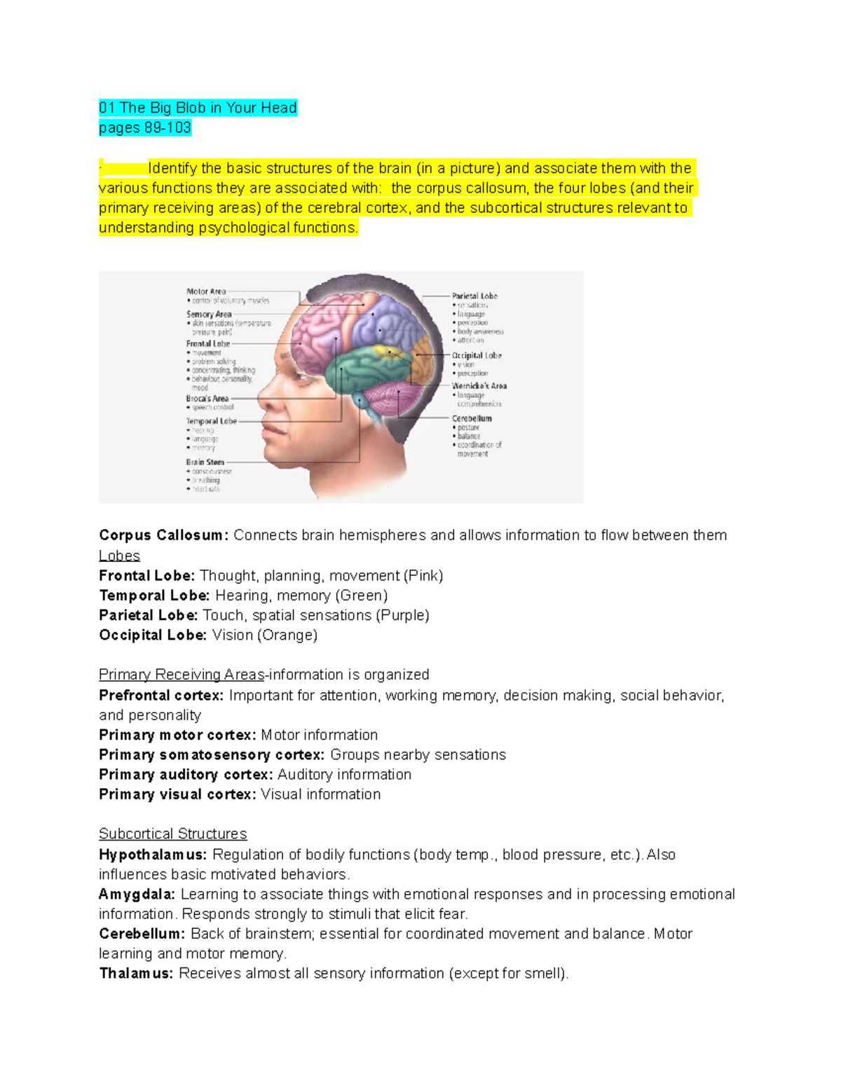 Psych 100 Exam 1 Study Guide - 01 The Big Blob in Your Head pages 89 ...